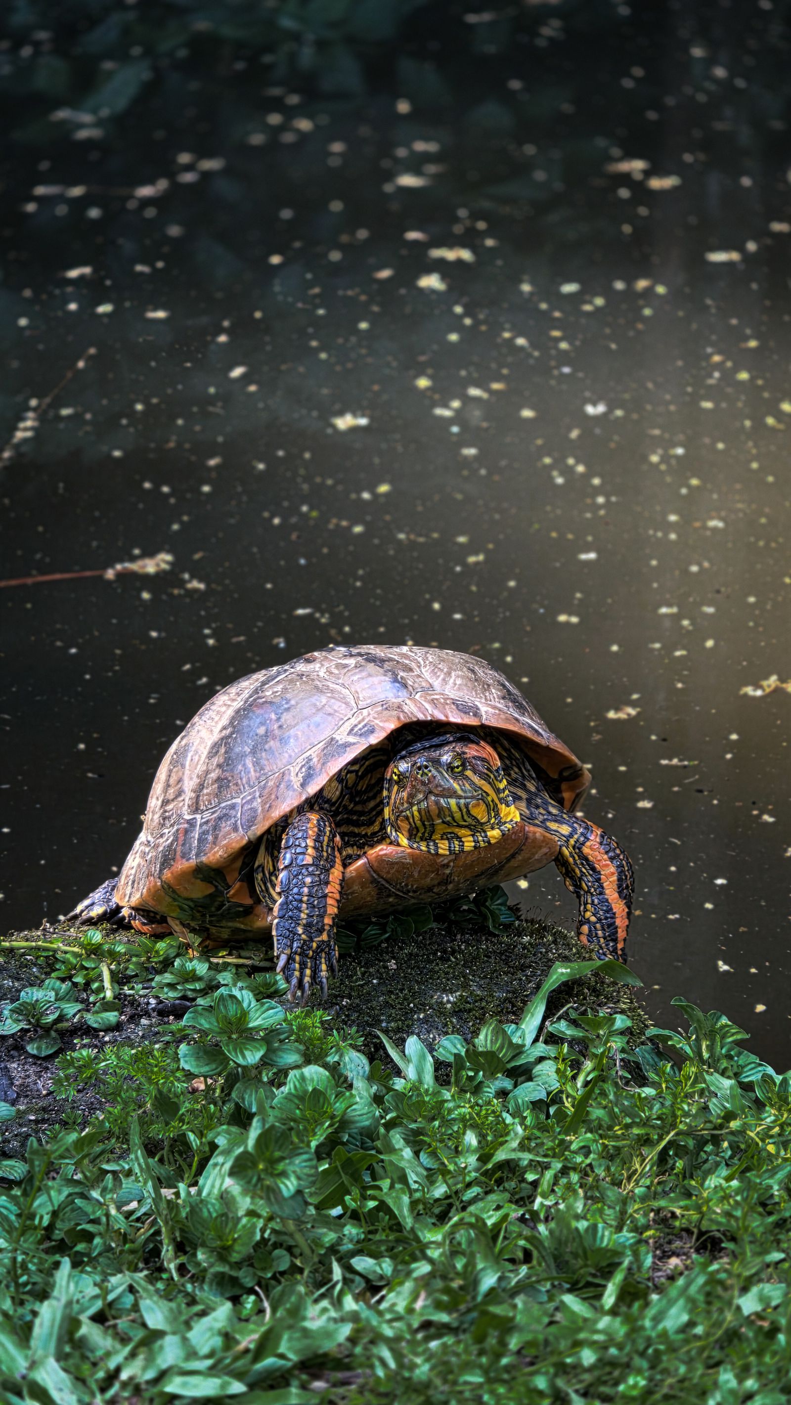 Red Eared Slider Poop Photos, Download The BEST Free Red Eared Slider ...