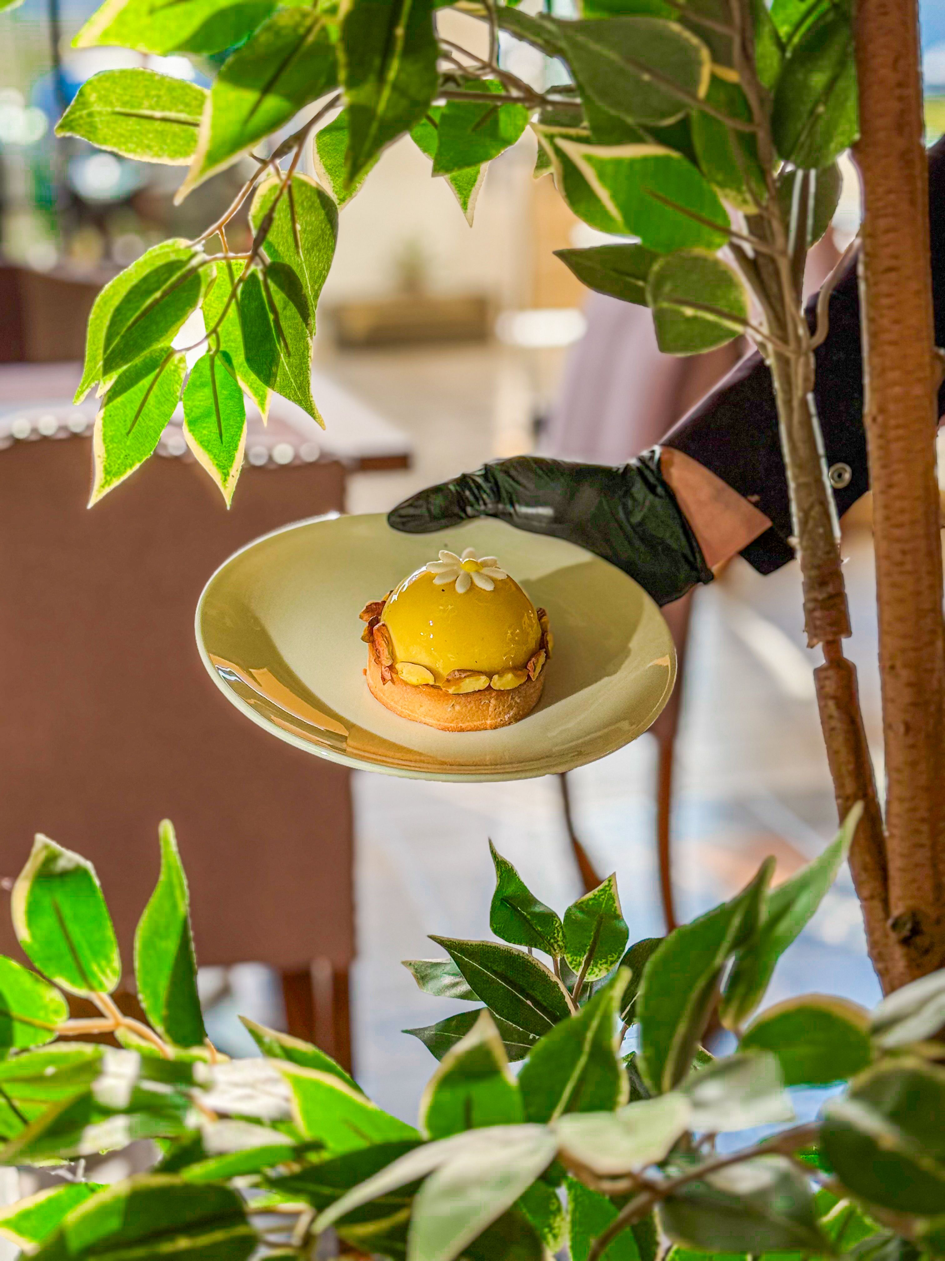 Elegant Dessert Served with Nature-Inspired Presentation · Free Stock Photo
