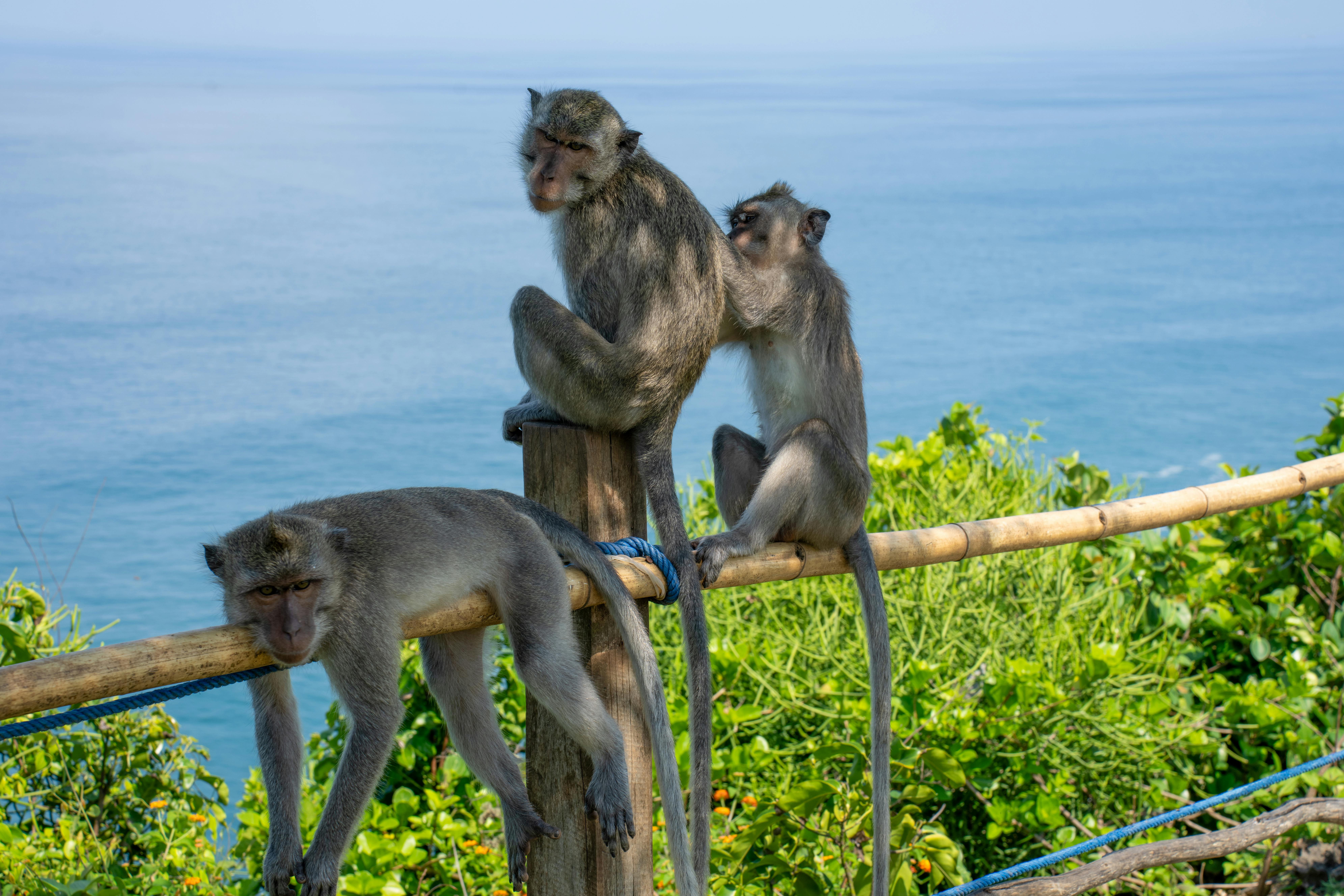 Balinese Macaques Resting Near Ocean in Bali · Free Stock Photo