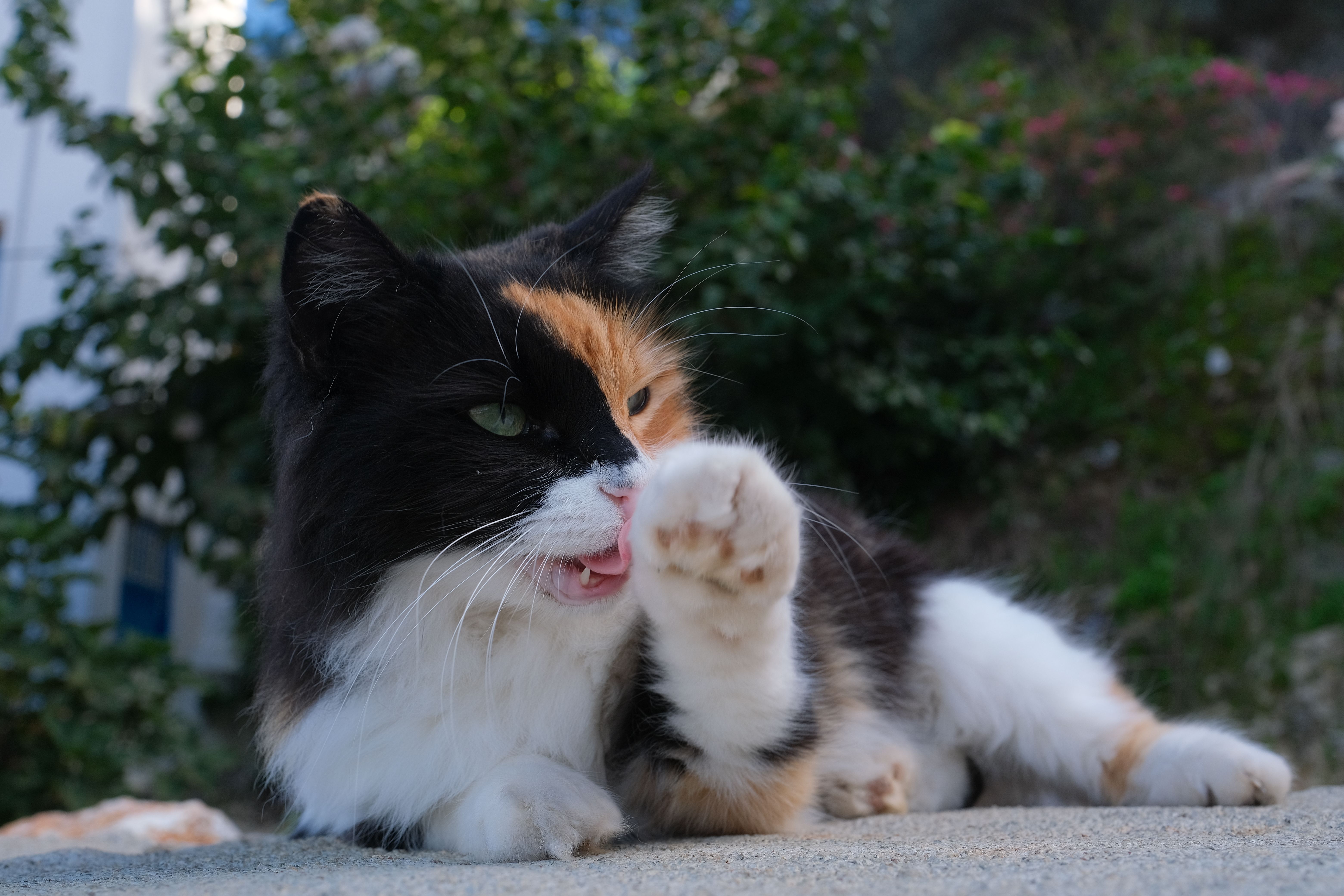 Charming Calico Cat Licking Paw Outdoors · Free Stock Photo