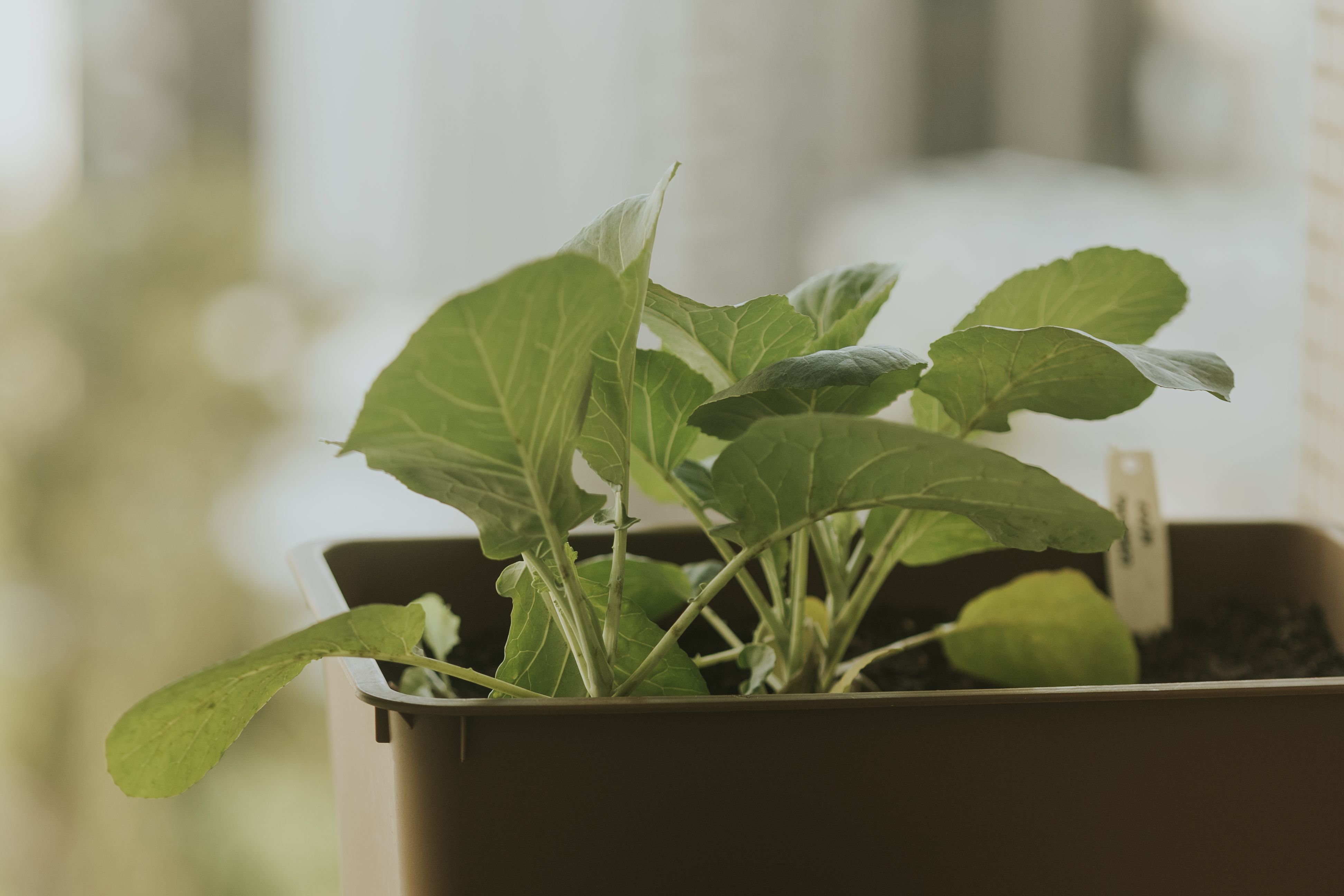 Planting Choching Photos, Download The BEST Free Planting Choching ...