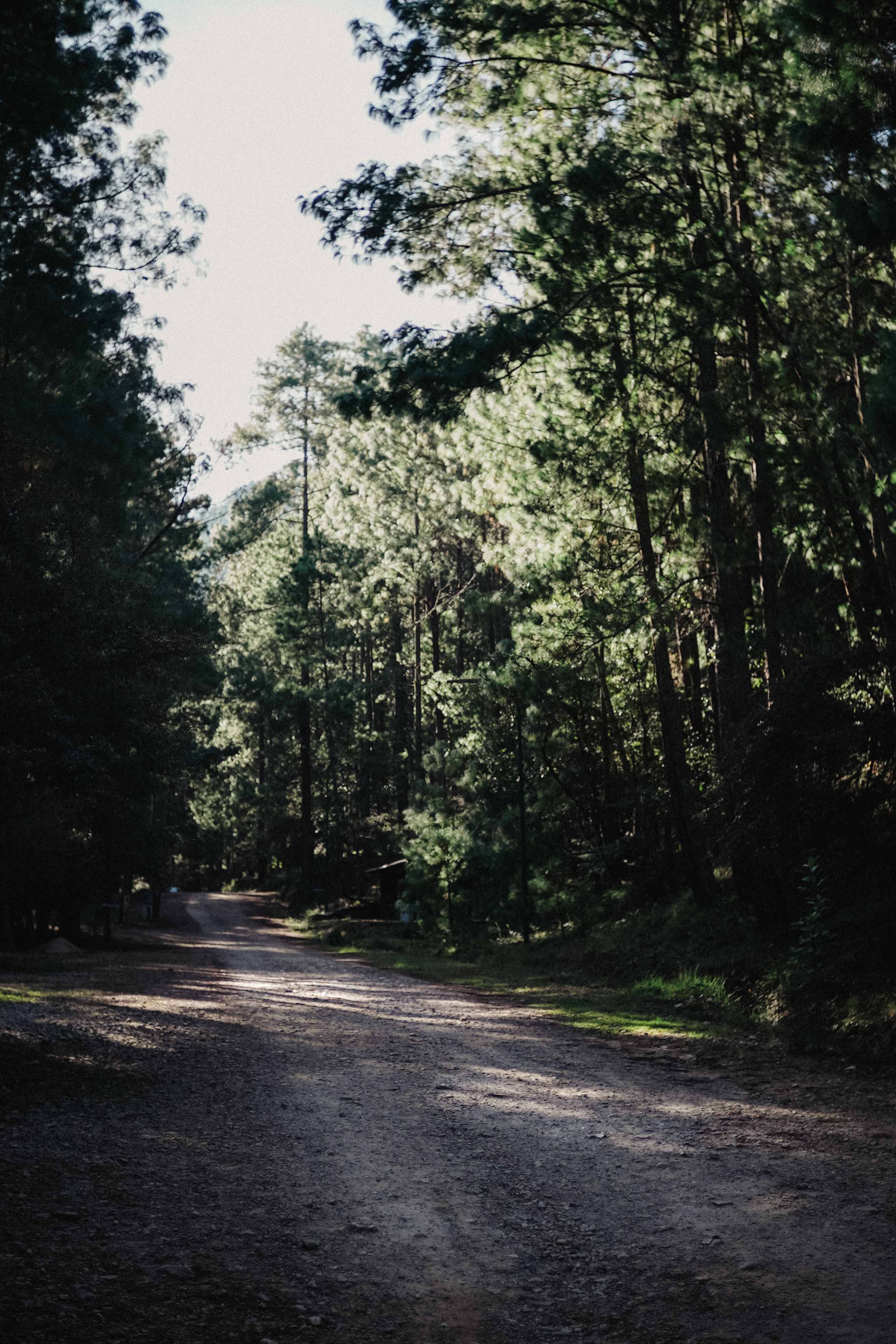 Enchanting Forest Path in Chiapas, Mexico · Free Stock Photo