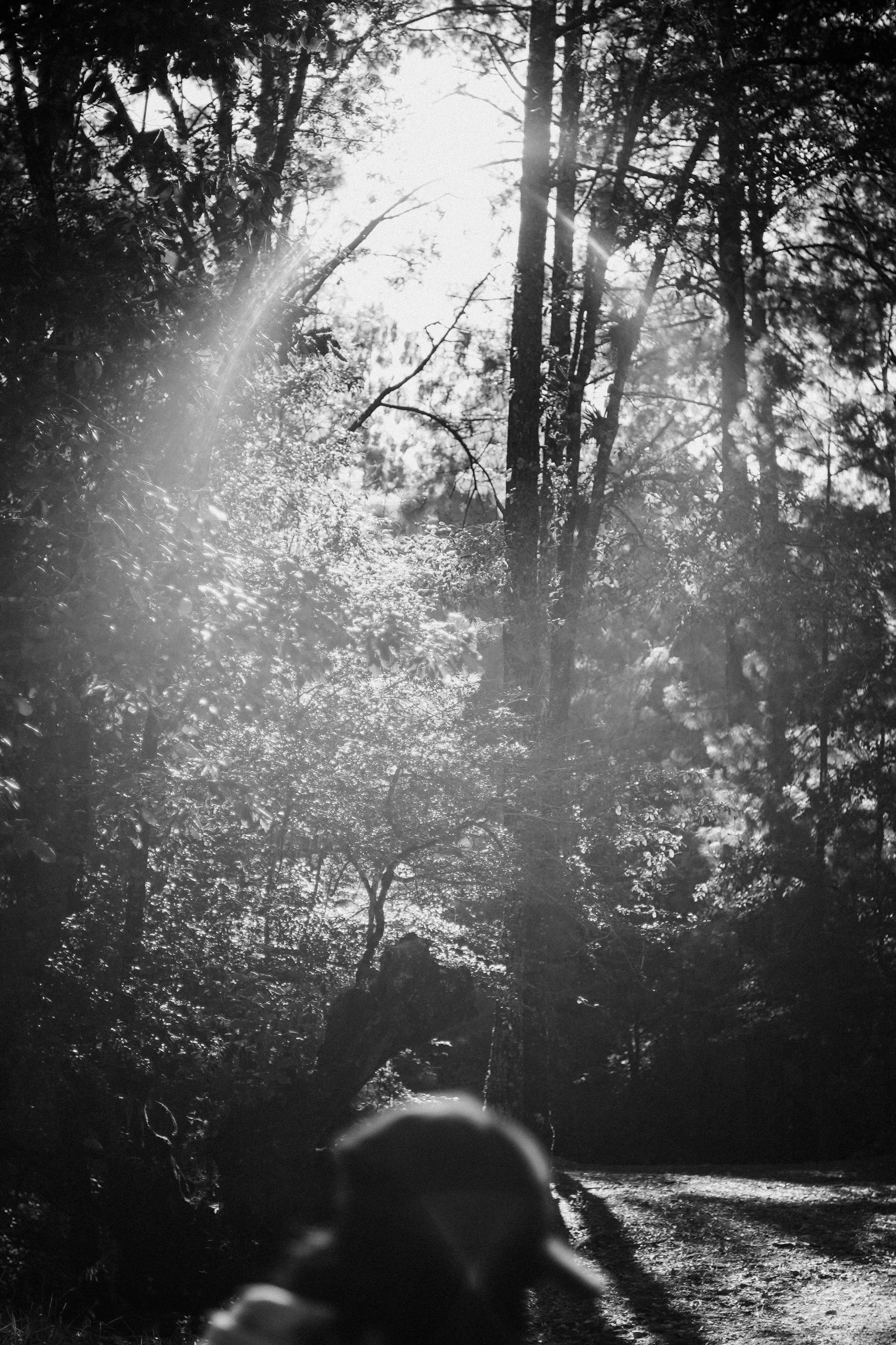 Sunlit Forest Path in Chiapas, Mexico · Free Stock Photo