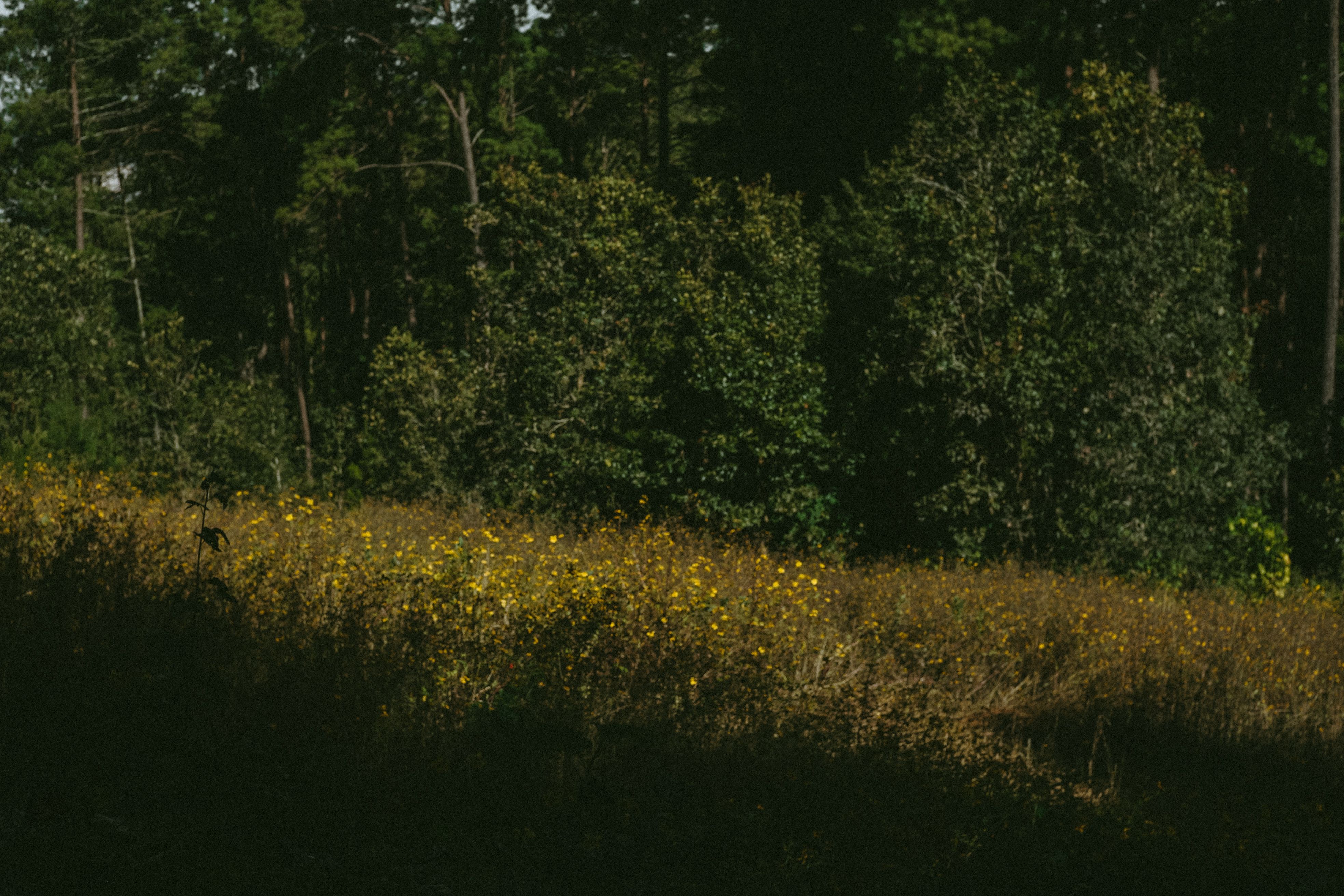 Lush Forest Landscape in Chiapas, Mexico · Free Stock Photo
