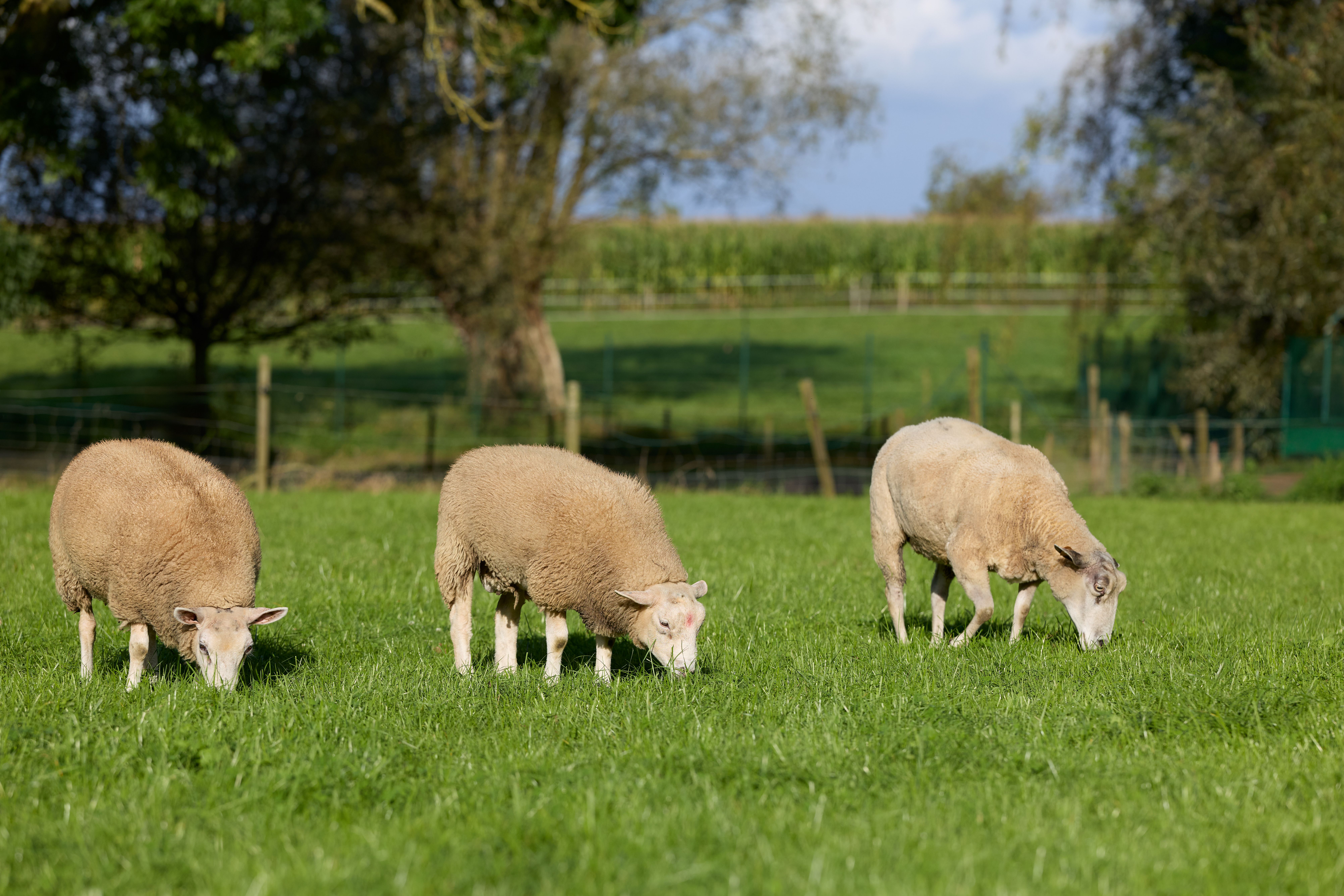 Grazing Sheep in Peaceful Rural Pasture · Free Stock Photo