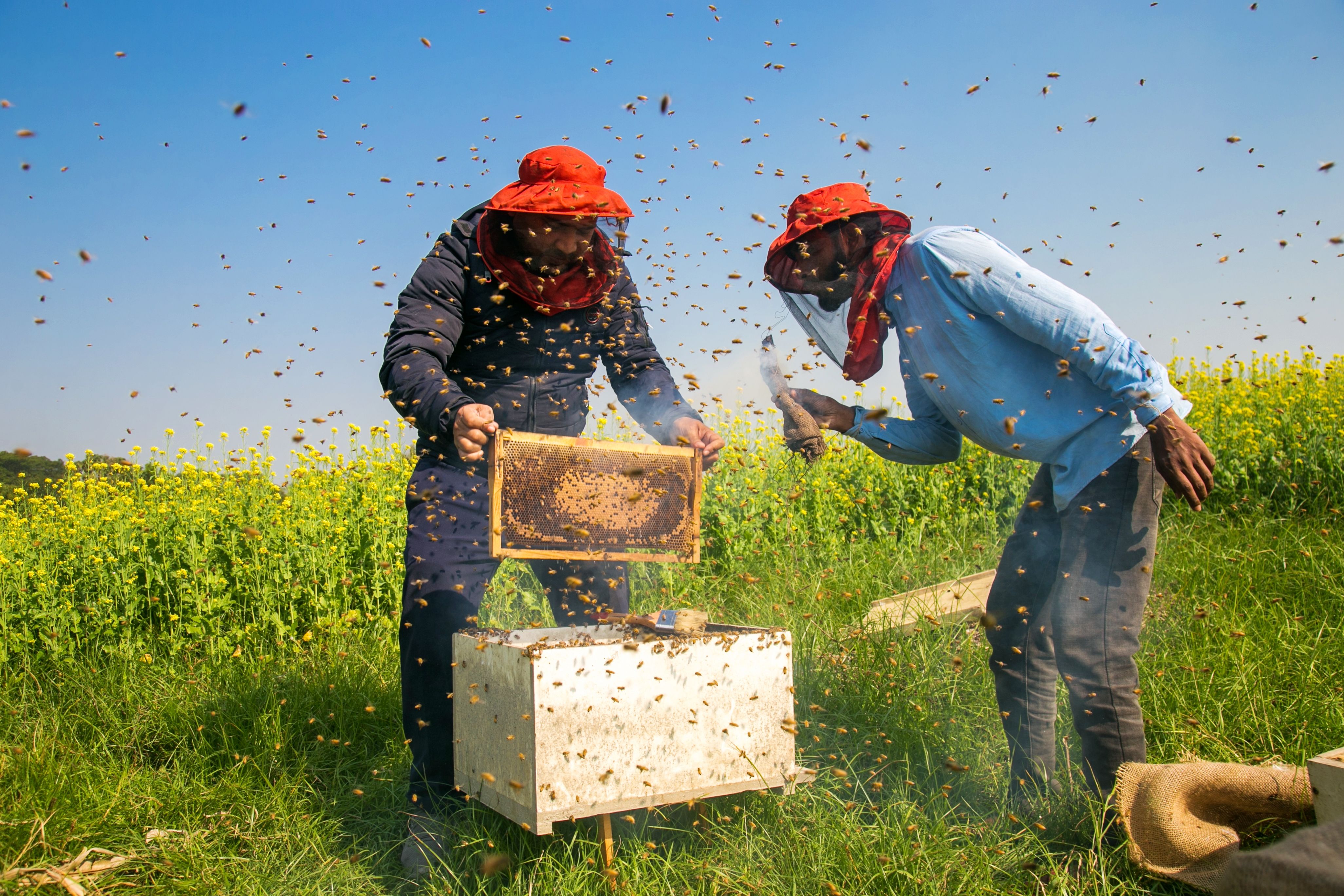 Bees Vacature Kerkelijk Werker Photos, Download The BEST Free Bees ...
