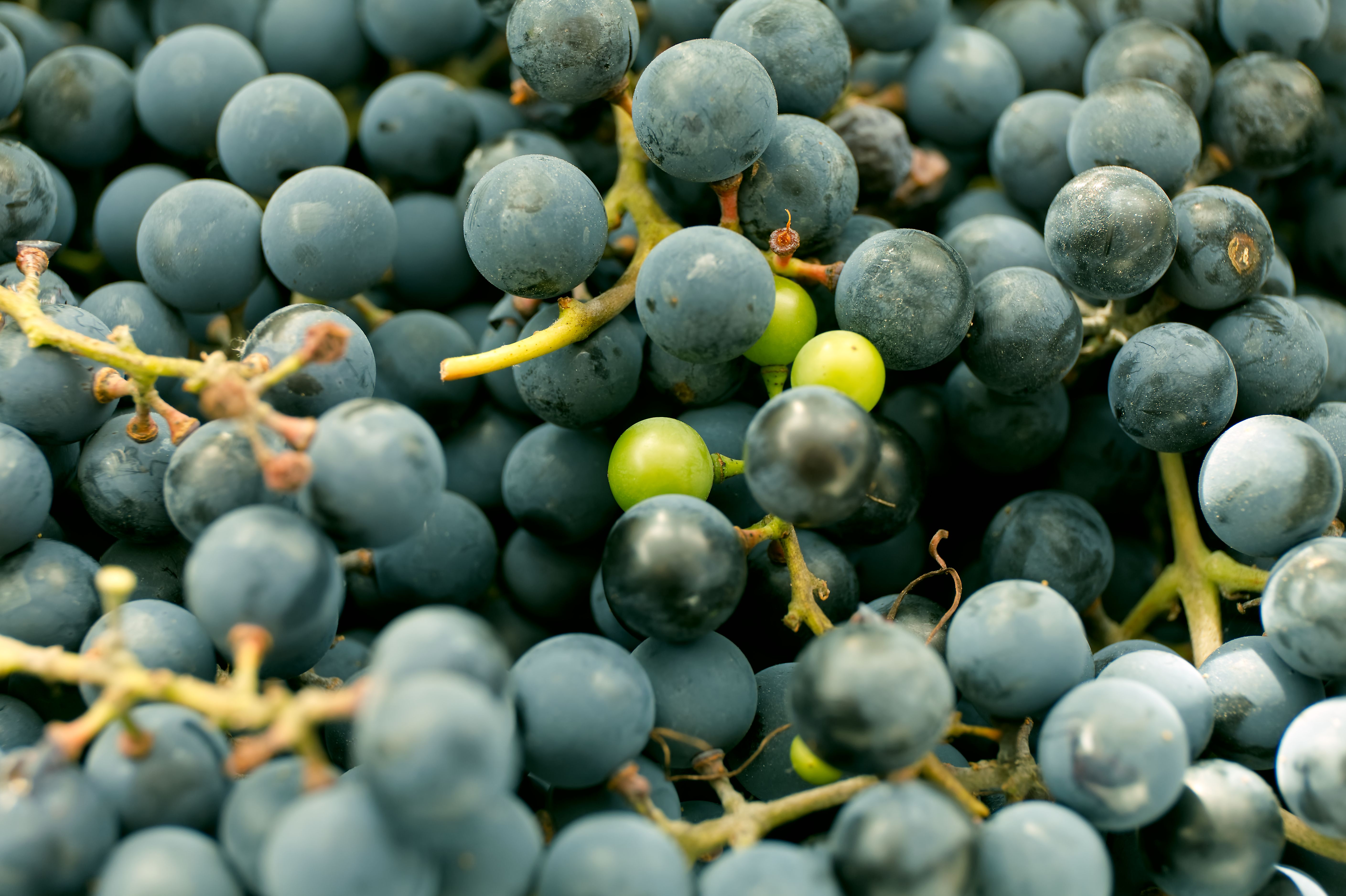 Close-up of Freshly Harvested Blue Grapes · Free Stock Photo