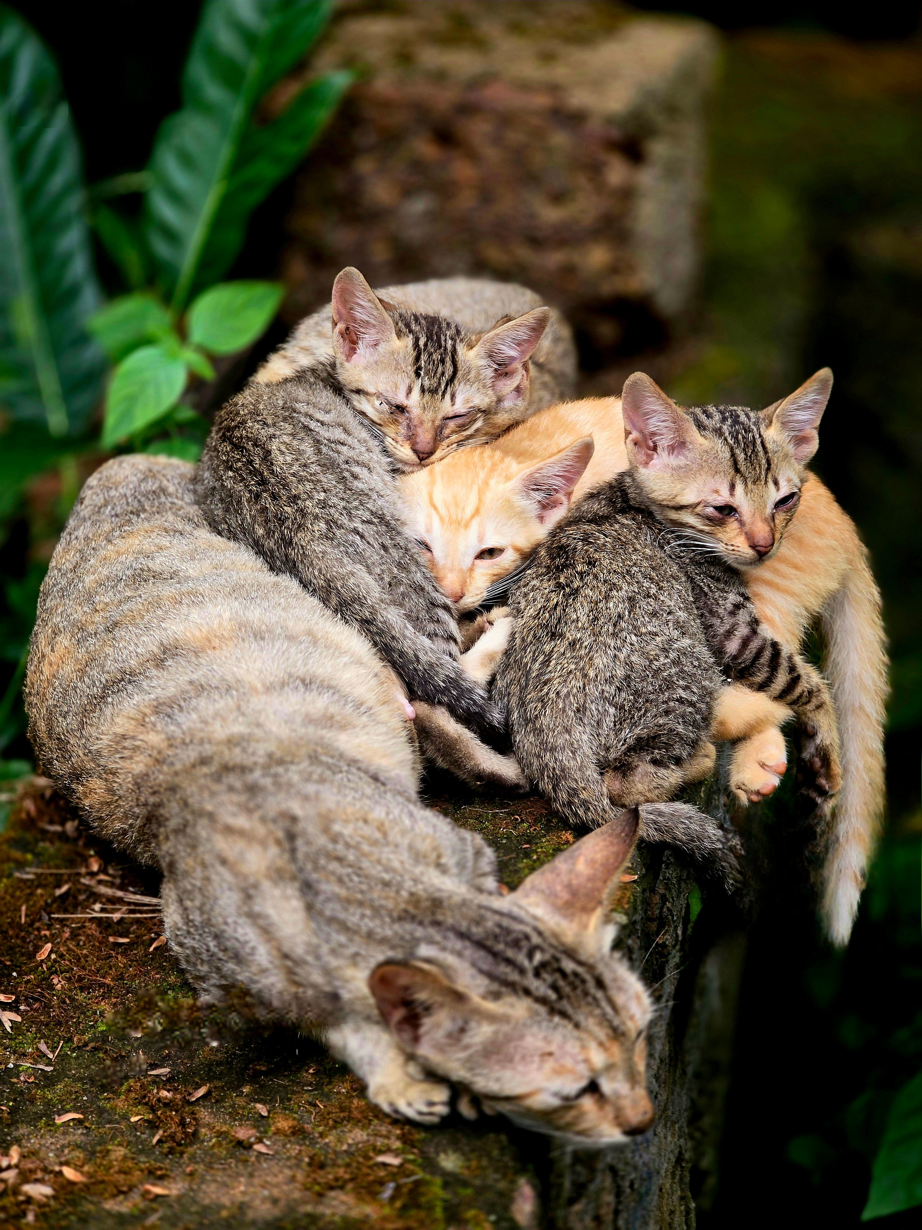 Family of Cats Resting Together Outdoors · Free Stock Photo