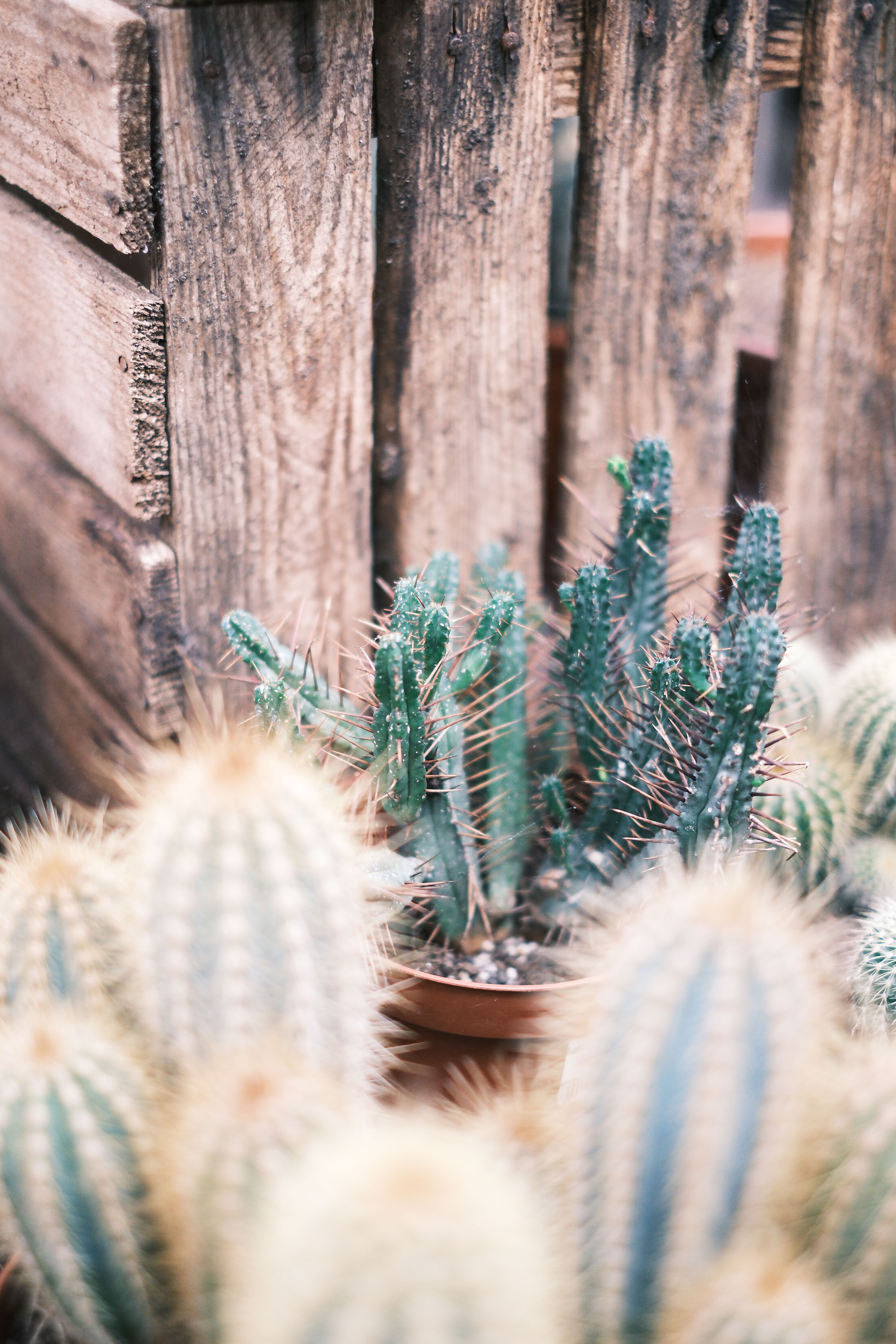 Close-up of Diverse Cacti in Rustic Setting · Free Stock Photo