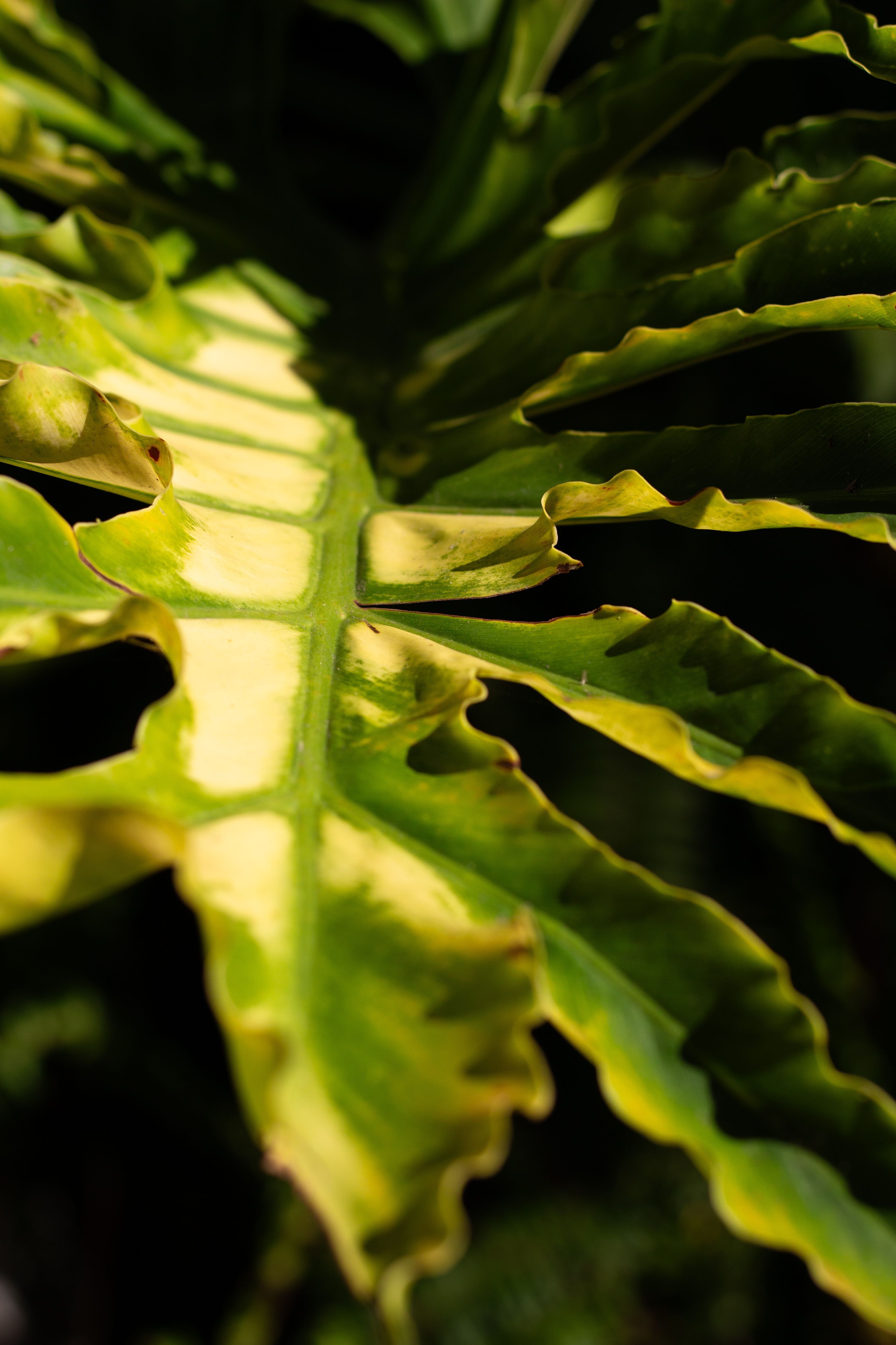 Close-up of a Philodendron Leaf with Sunlight · Free Stock Photo