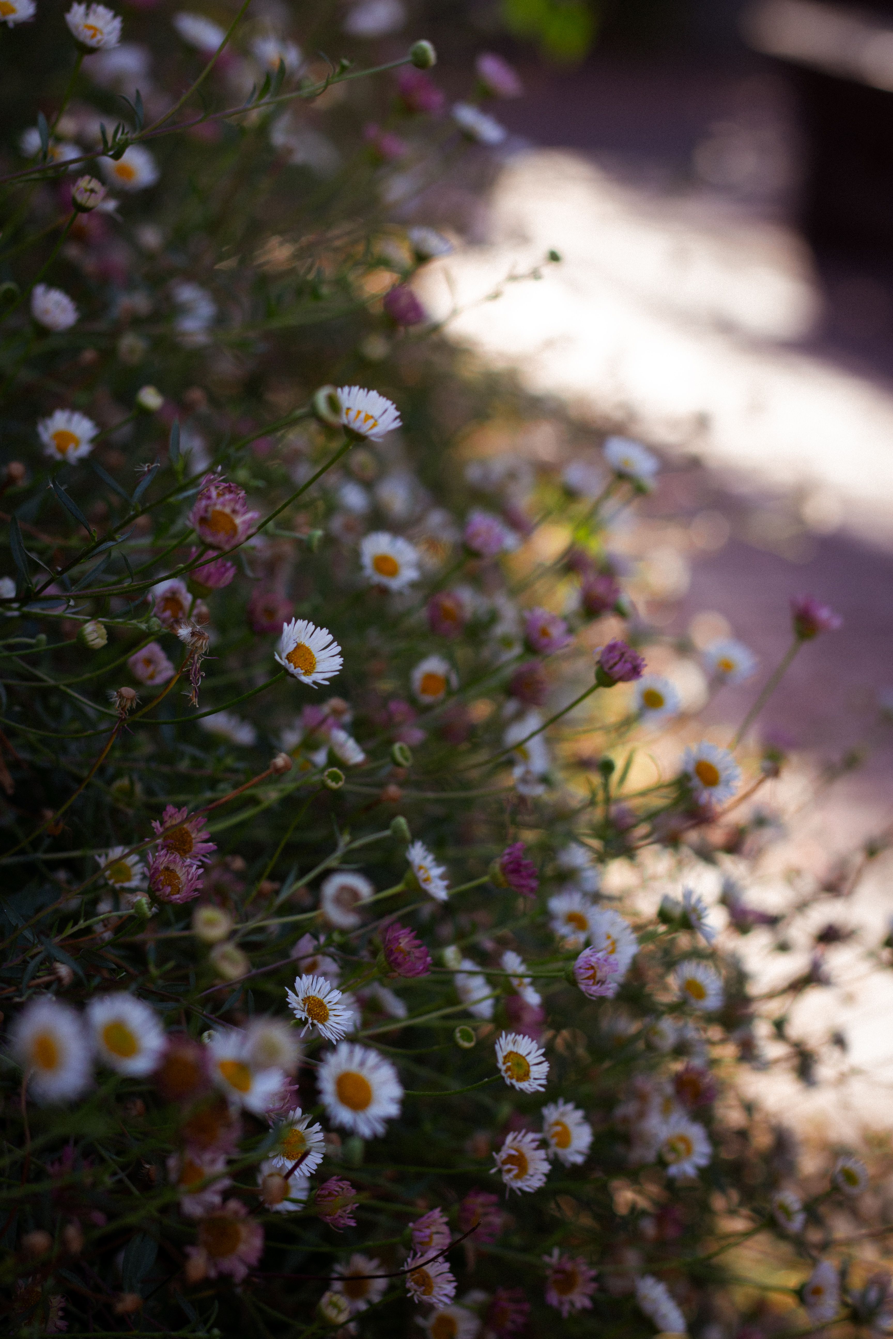 Laying+Lieing Photos, Download The BEST Free Laying+Lieing Stock Photos ...