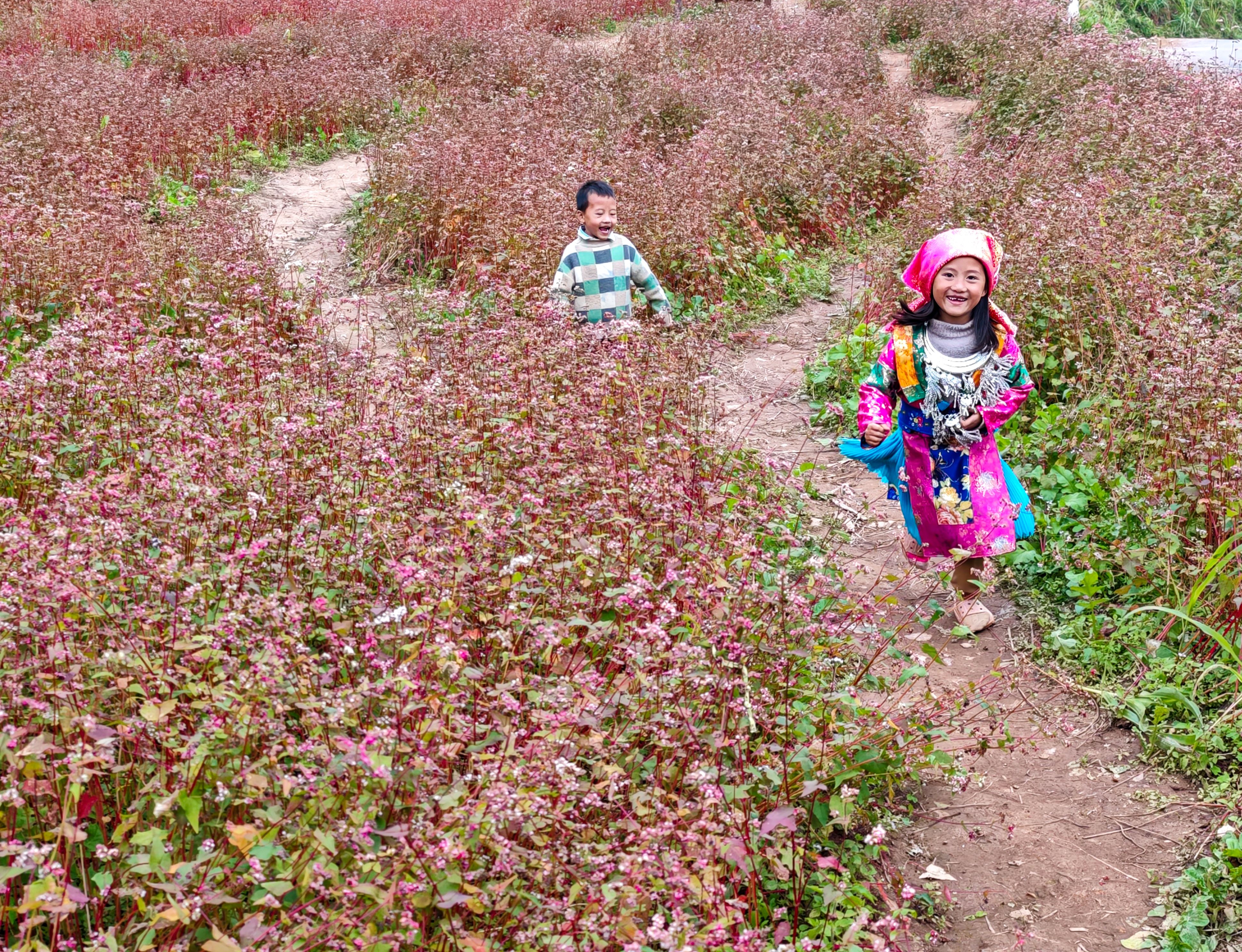 Children Playing in a Field of Pink Flowers · Free Stock Photo