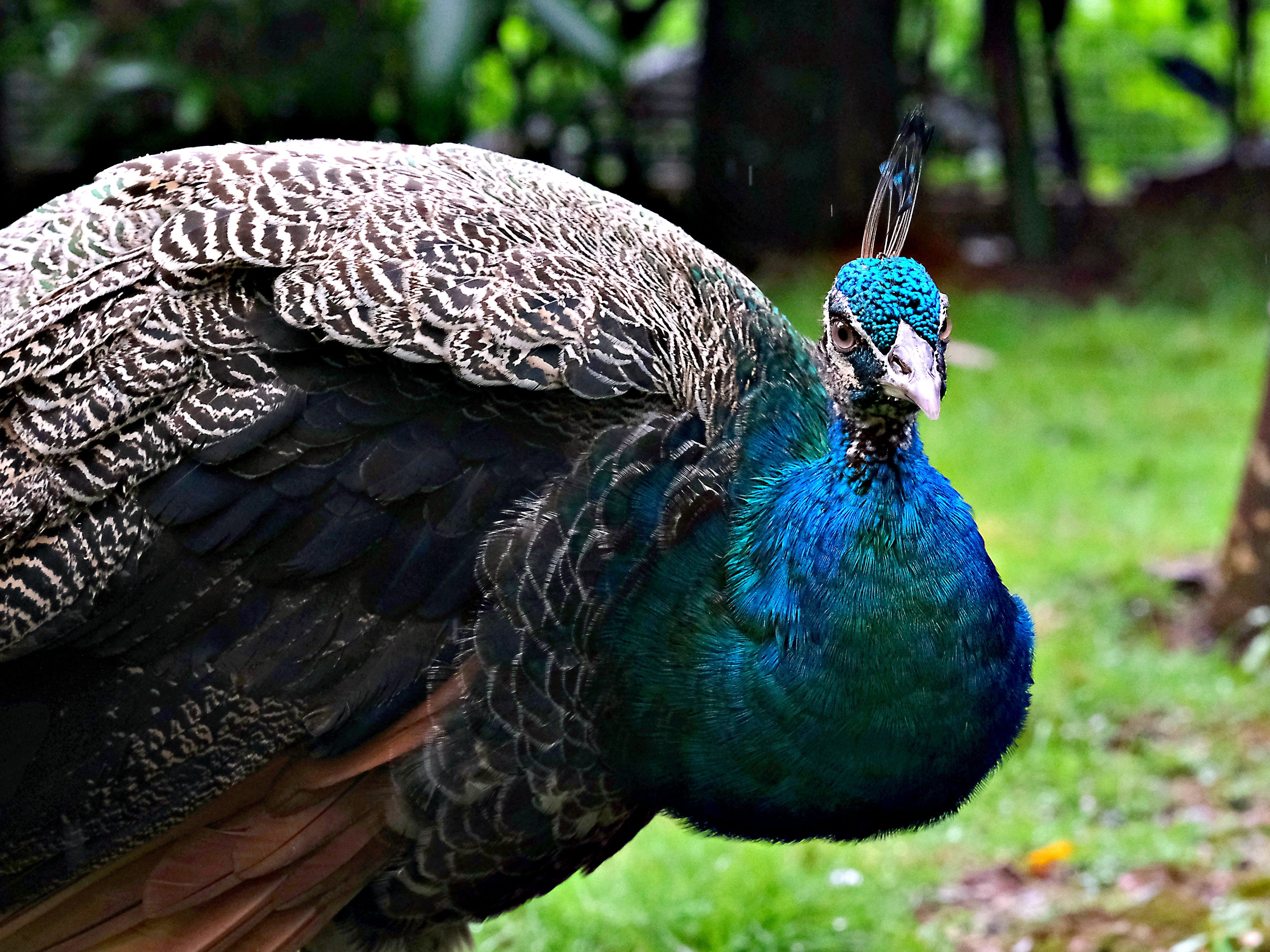 Vivid Close-Up of Indian Peacock in Natural Habitat · Free Stock Photo