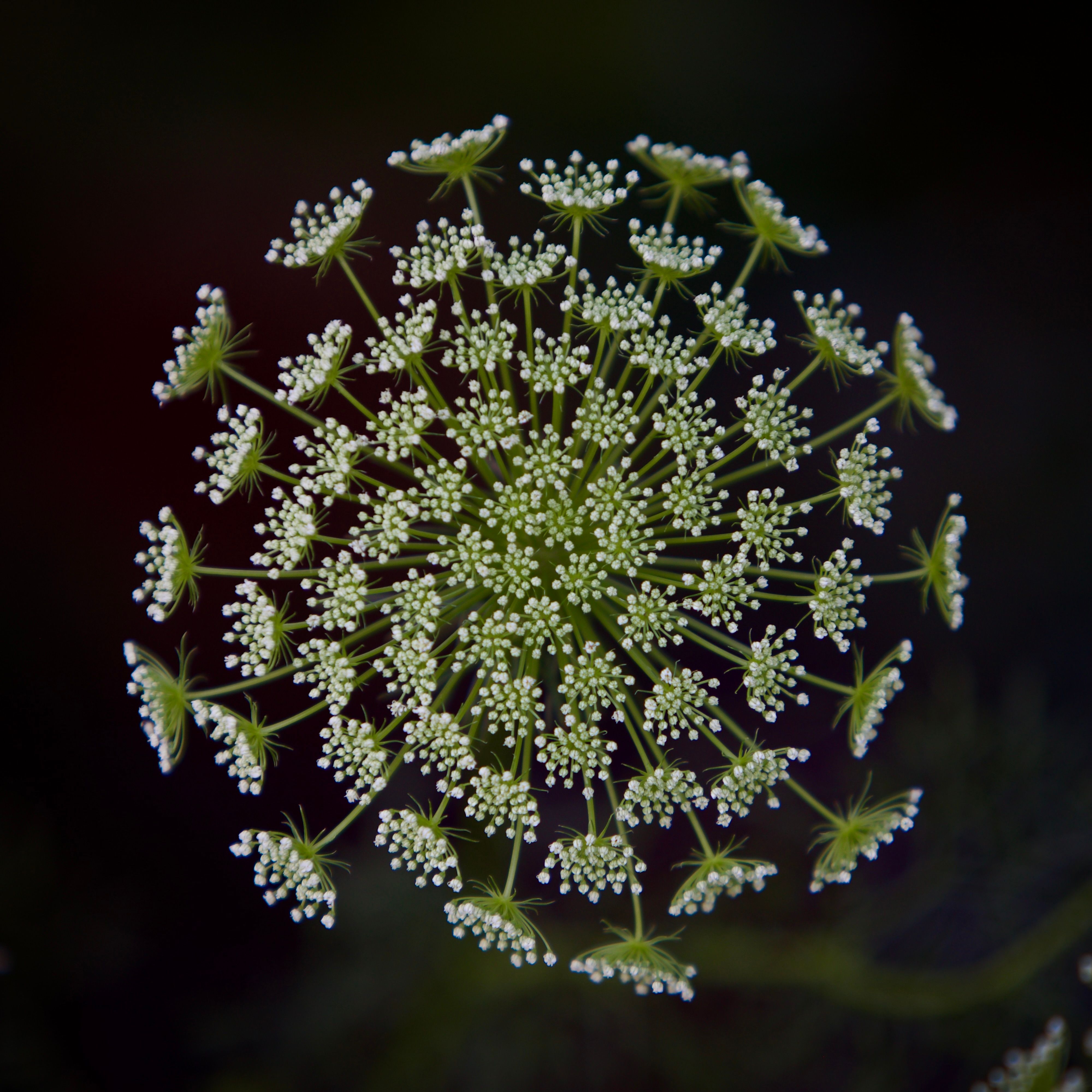 Close-up of Flowering Queen Anne's Lace Umbel · Free Stock Photo