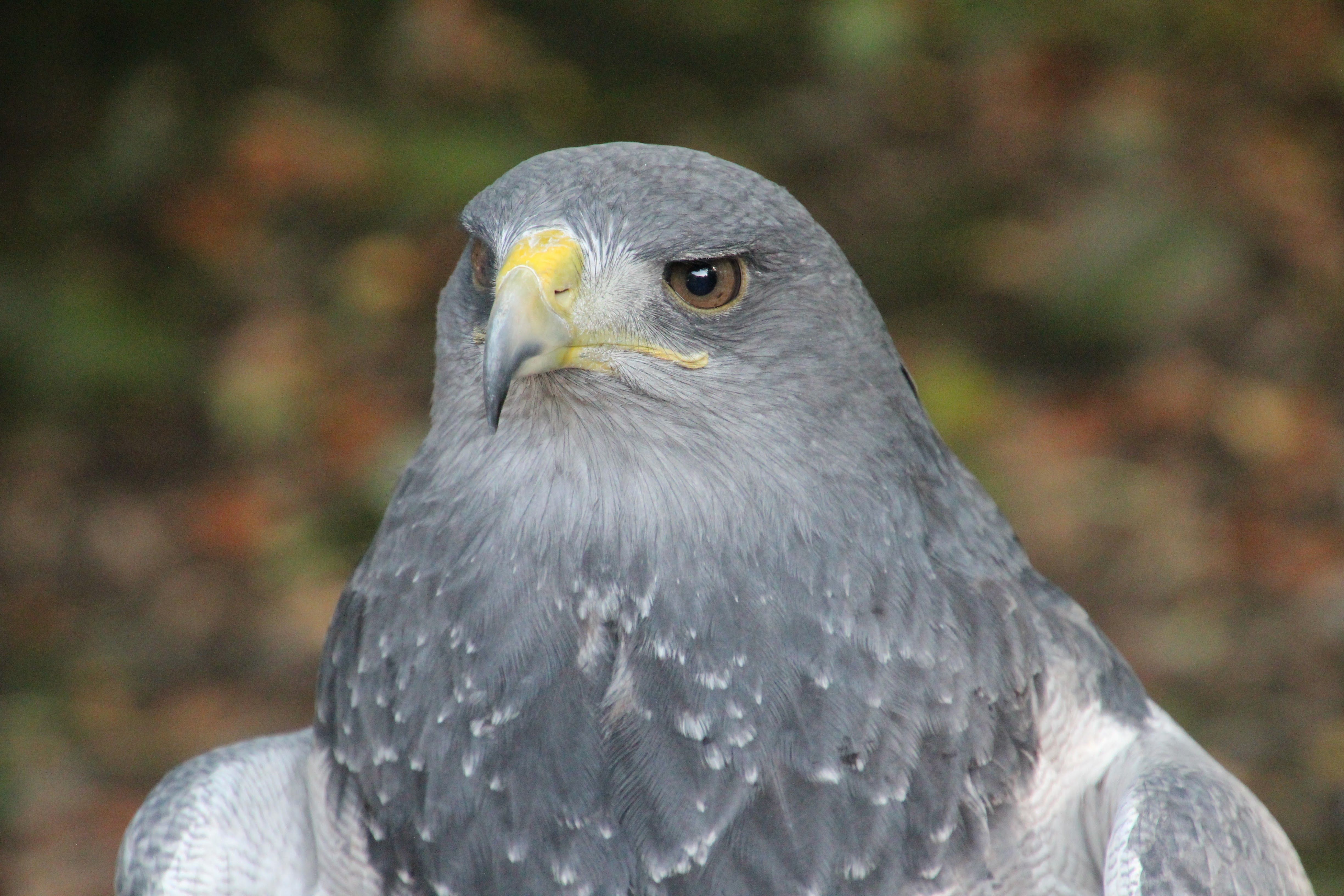 Close-up of a Grey Hawk in a Natural Setting · Free Stock Photo