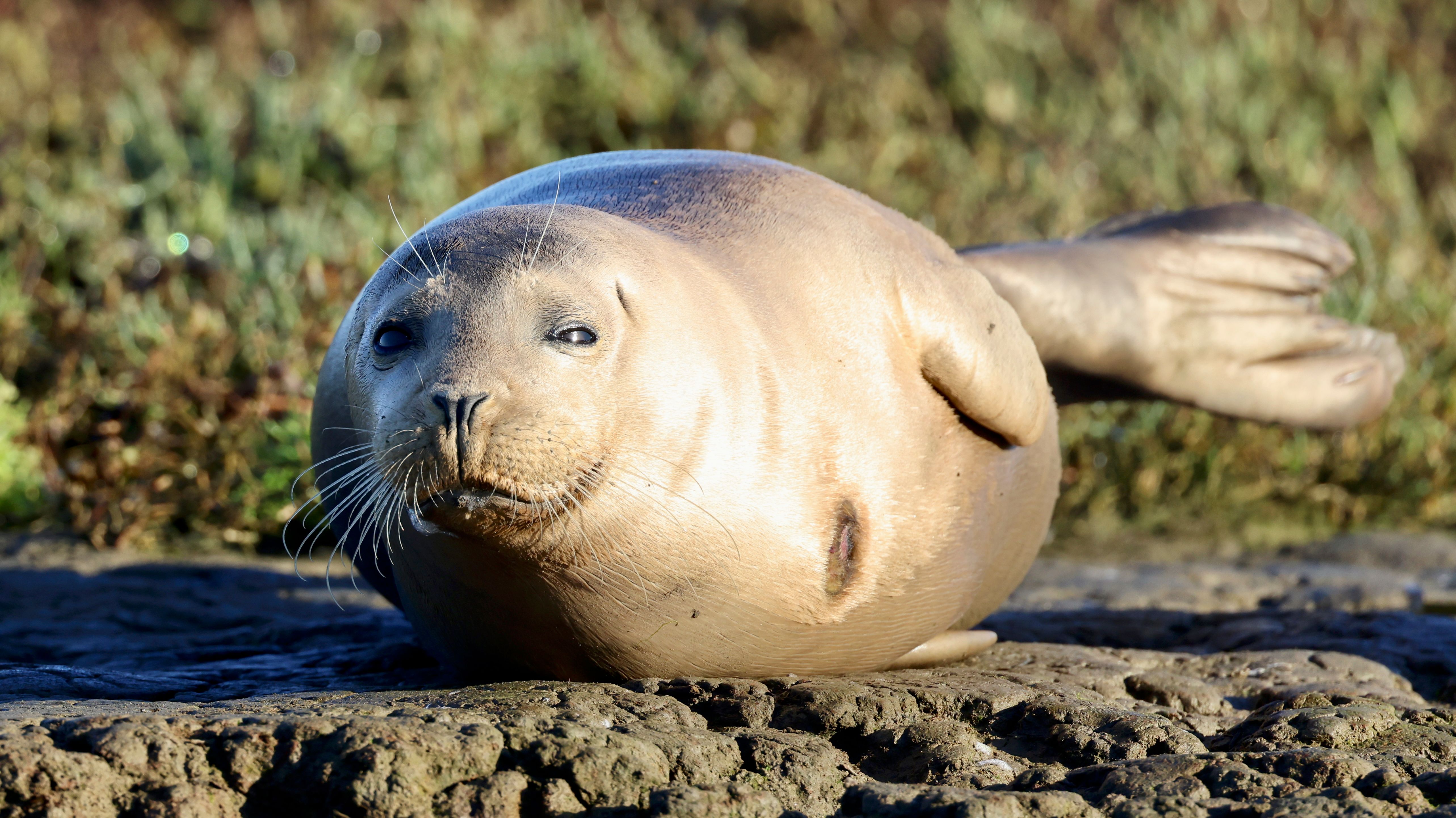 Harbor Seal Resting on Moss Landing Shore · Free Stock Photo