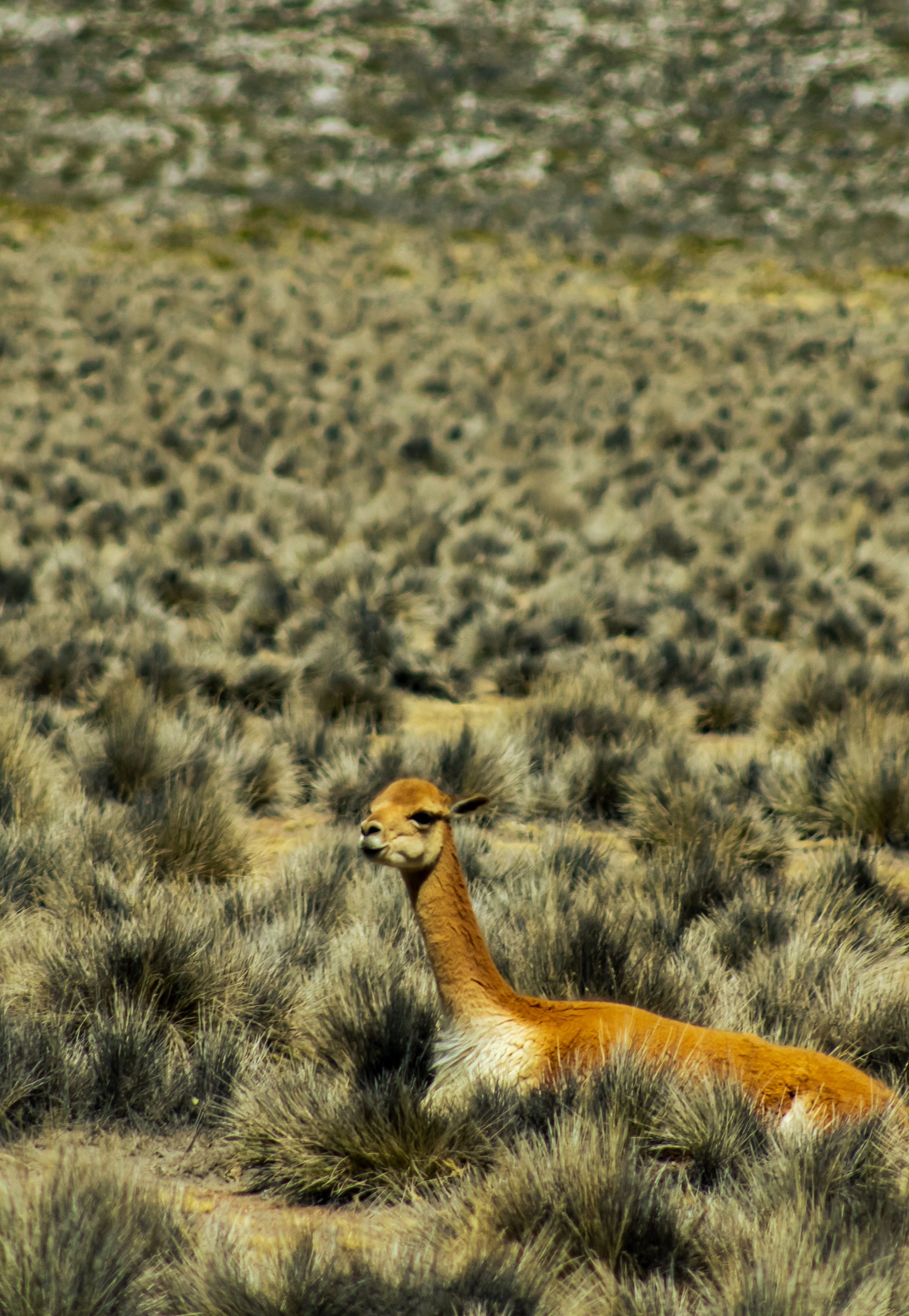 Vicuña in Arequipa, Perú's Vast Wilderness · Free Stock Photo