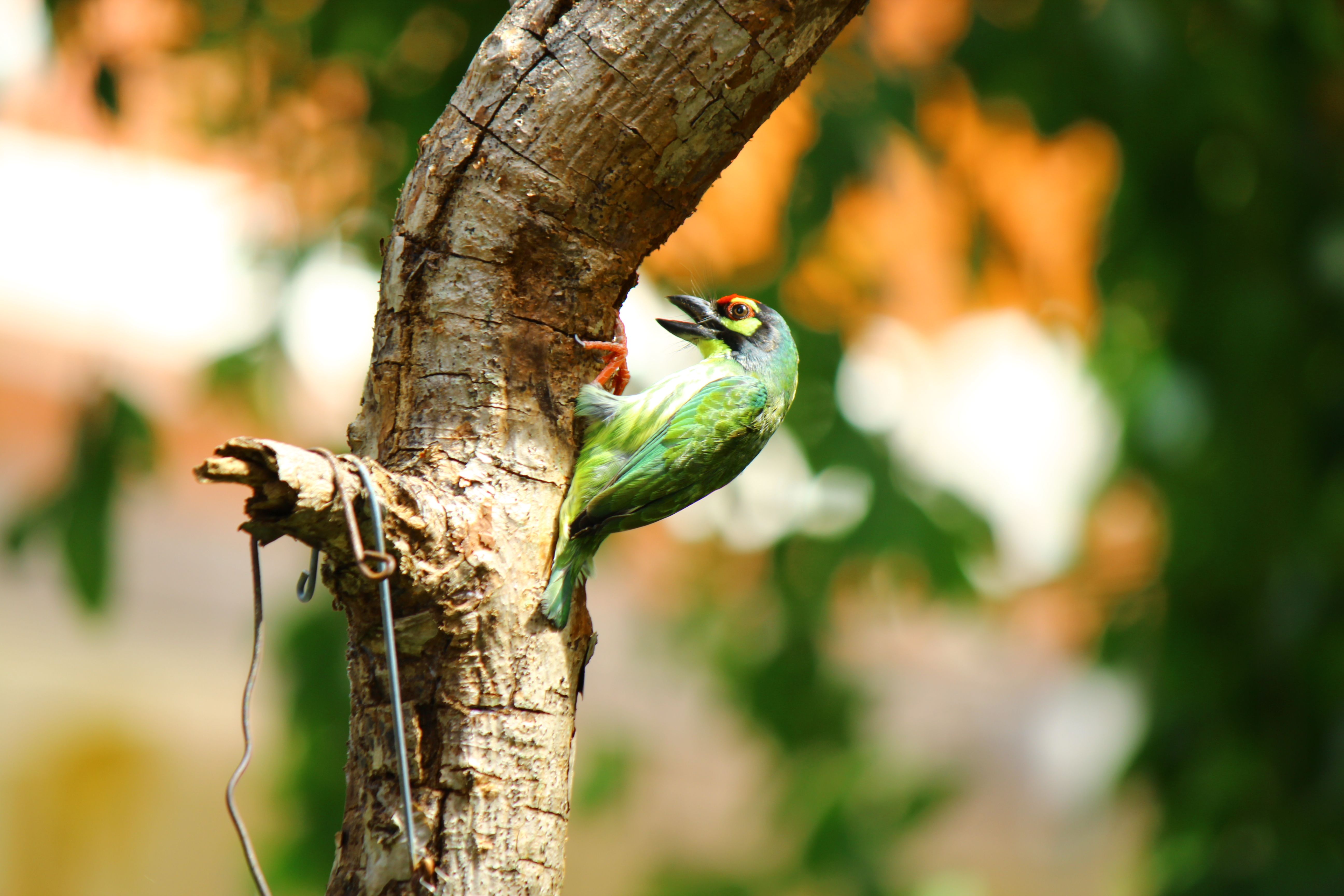 Colorful Bird Clings to Tree Trunk Closeup · Free Stock Photo