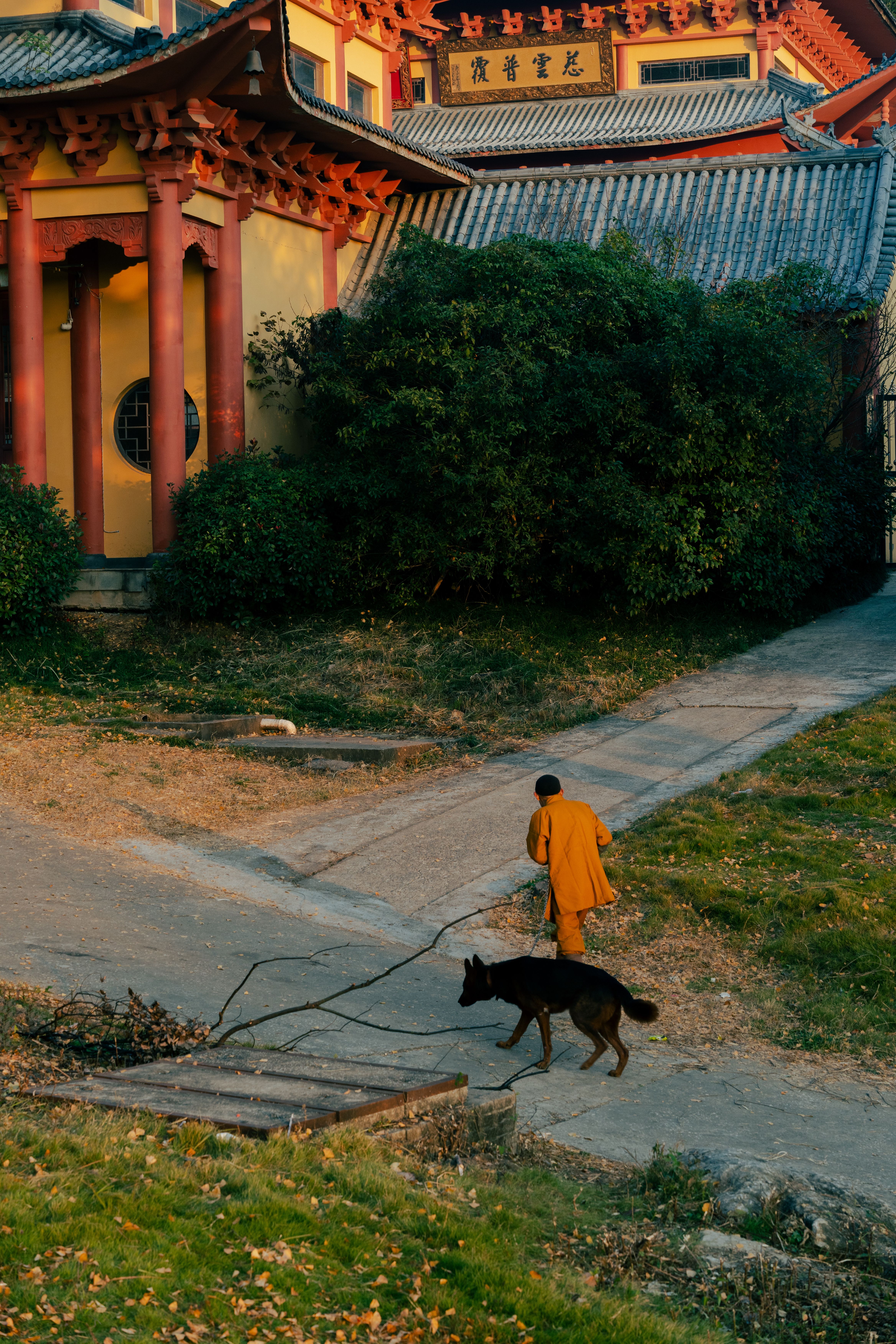 Monk Walking Dog by Traditional Temple · Free Stock Photo