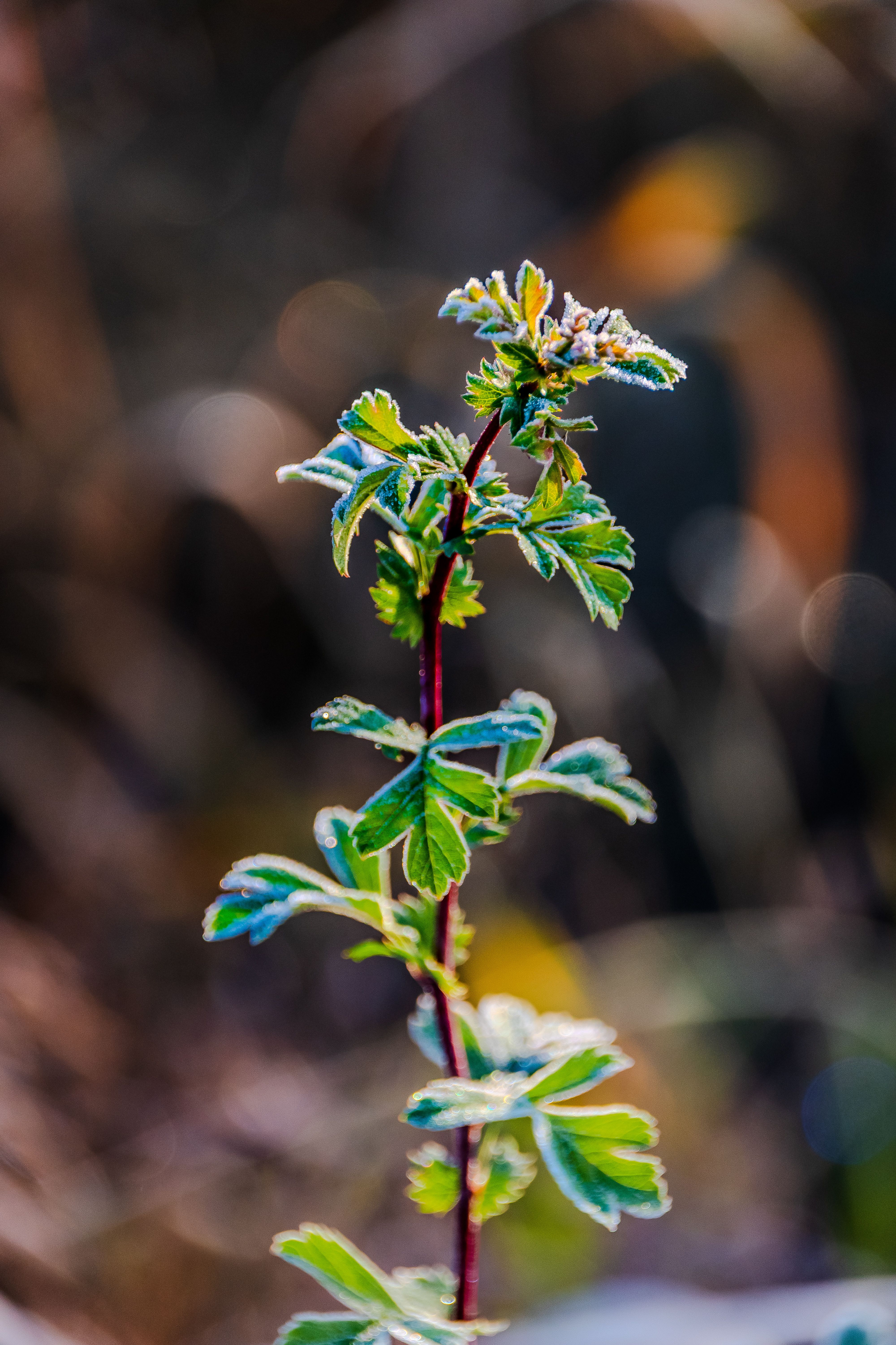 Frosted Leafy Plant in Early Morning Light · Free Stock Photo