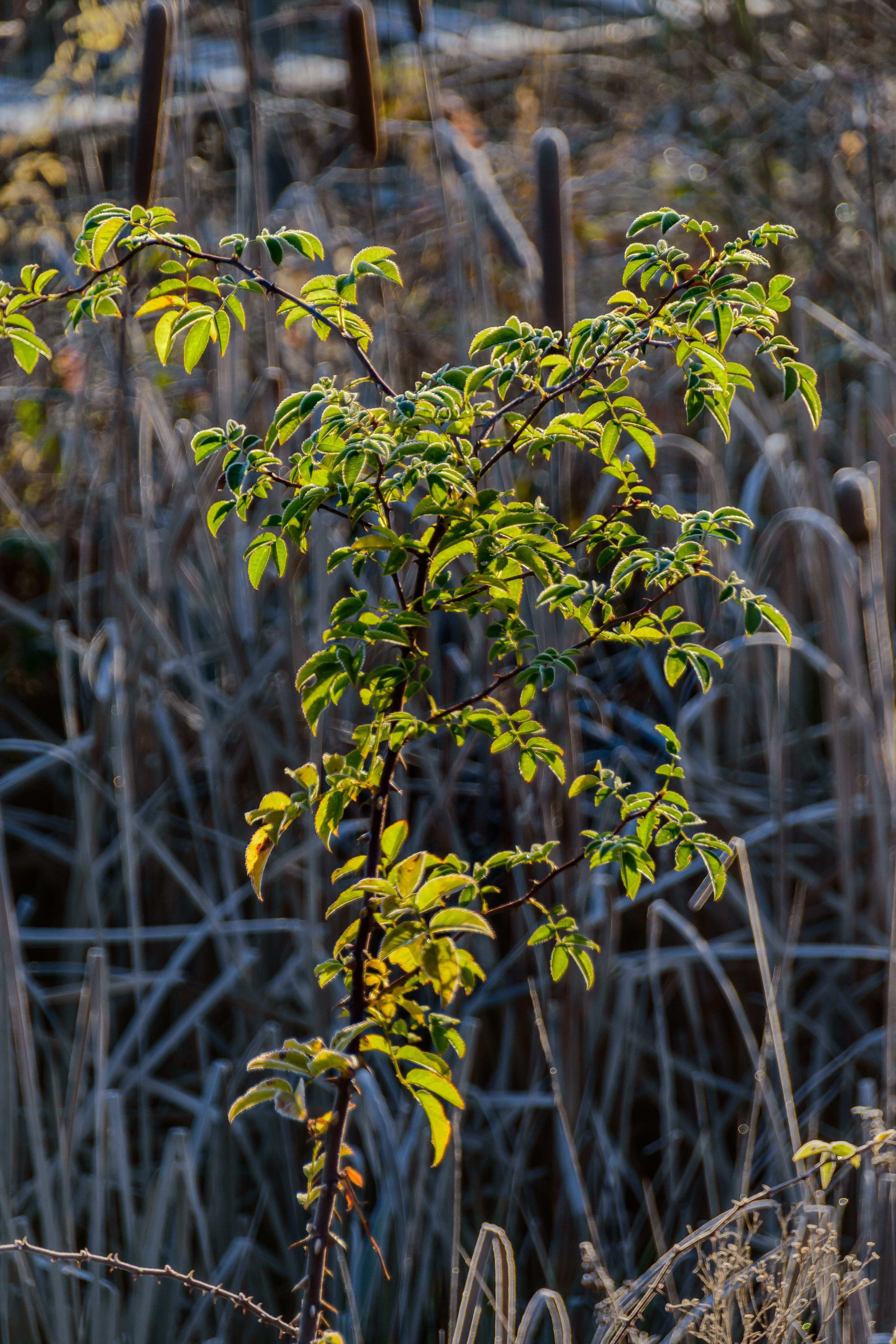 Vibrant Green Plant in Early Morning Light · Free Stock Photo