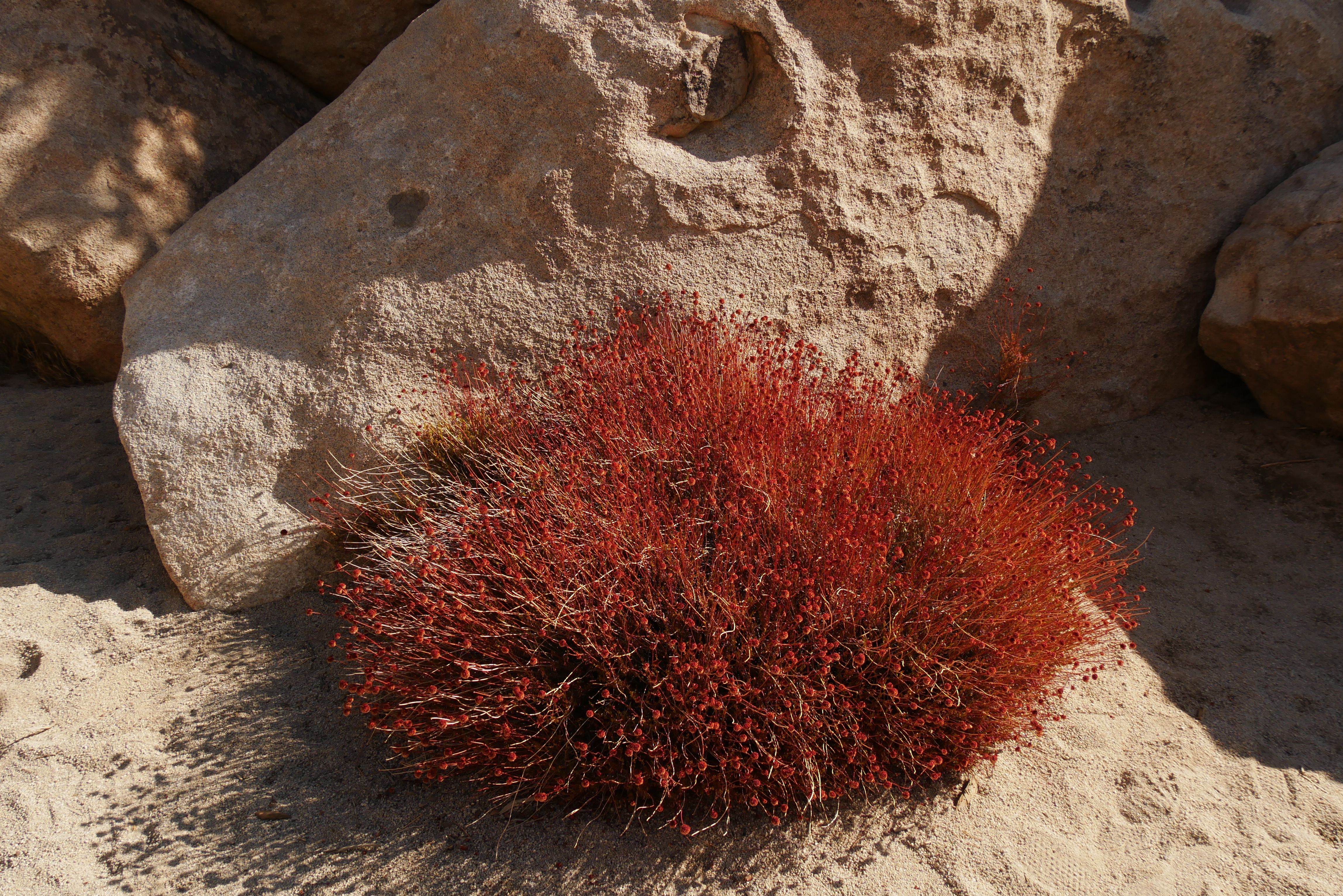 Desert Landscape with Red Desert Bush and Rocks · Free Stock Photo