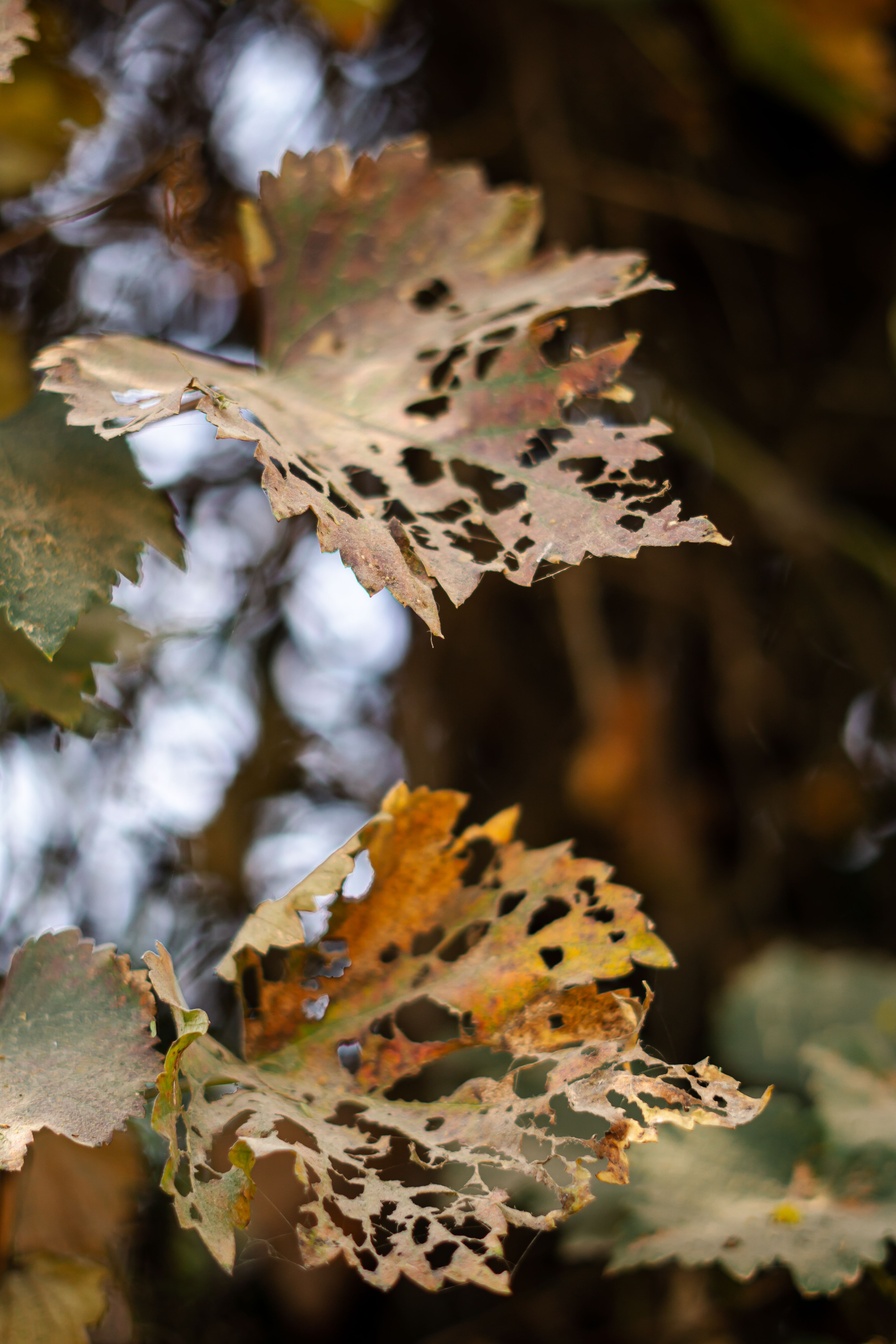 Close-Up of Autumn Leaves with Natural Decay · Free Stock Photo