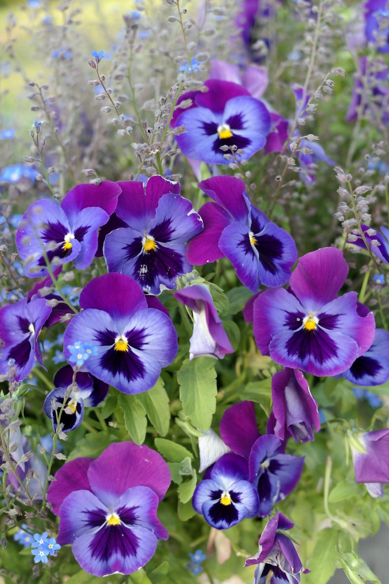 Blue+And+Purple+Flowers Photos, Download The BEST Free Blue+And+Purple ...