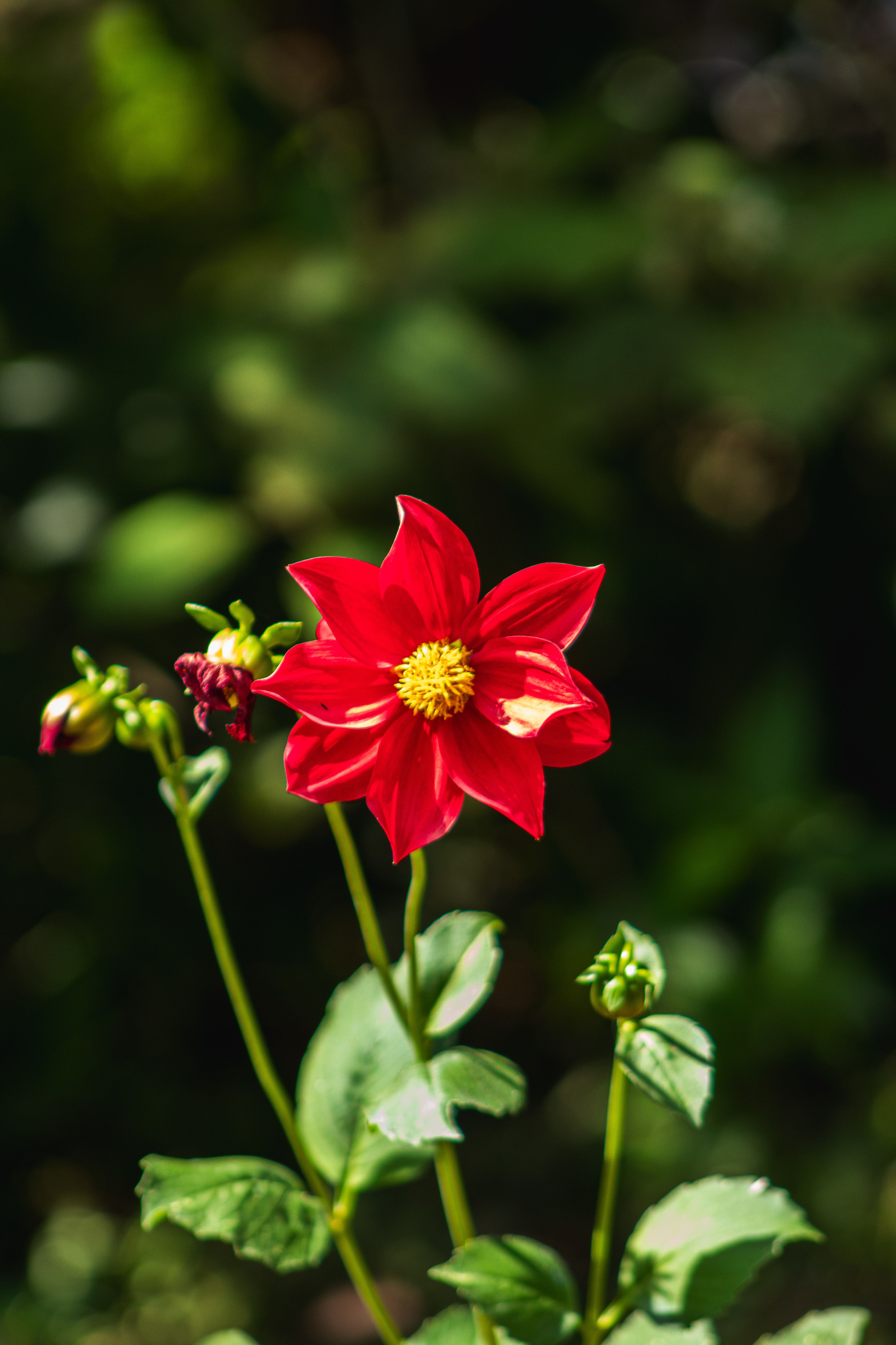 Vibrant Red Dahlia in Ngel Nyaki Nature · Free Stock Photo
