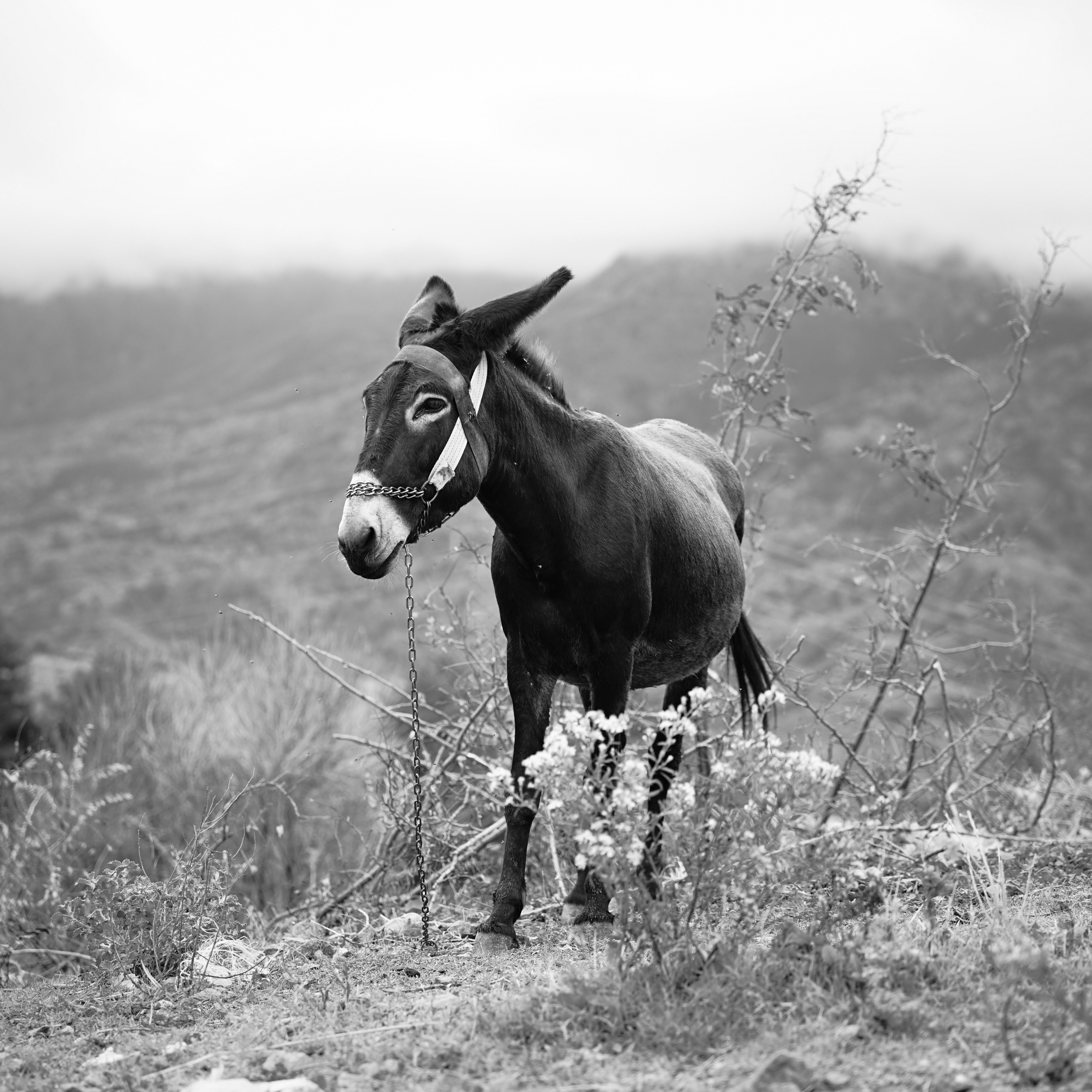 Thanksgiving+Donkey Photos, Download The BEST Free Thanksgiving+Donkey ...