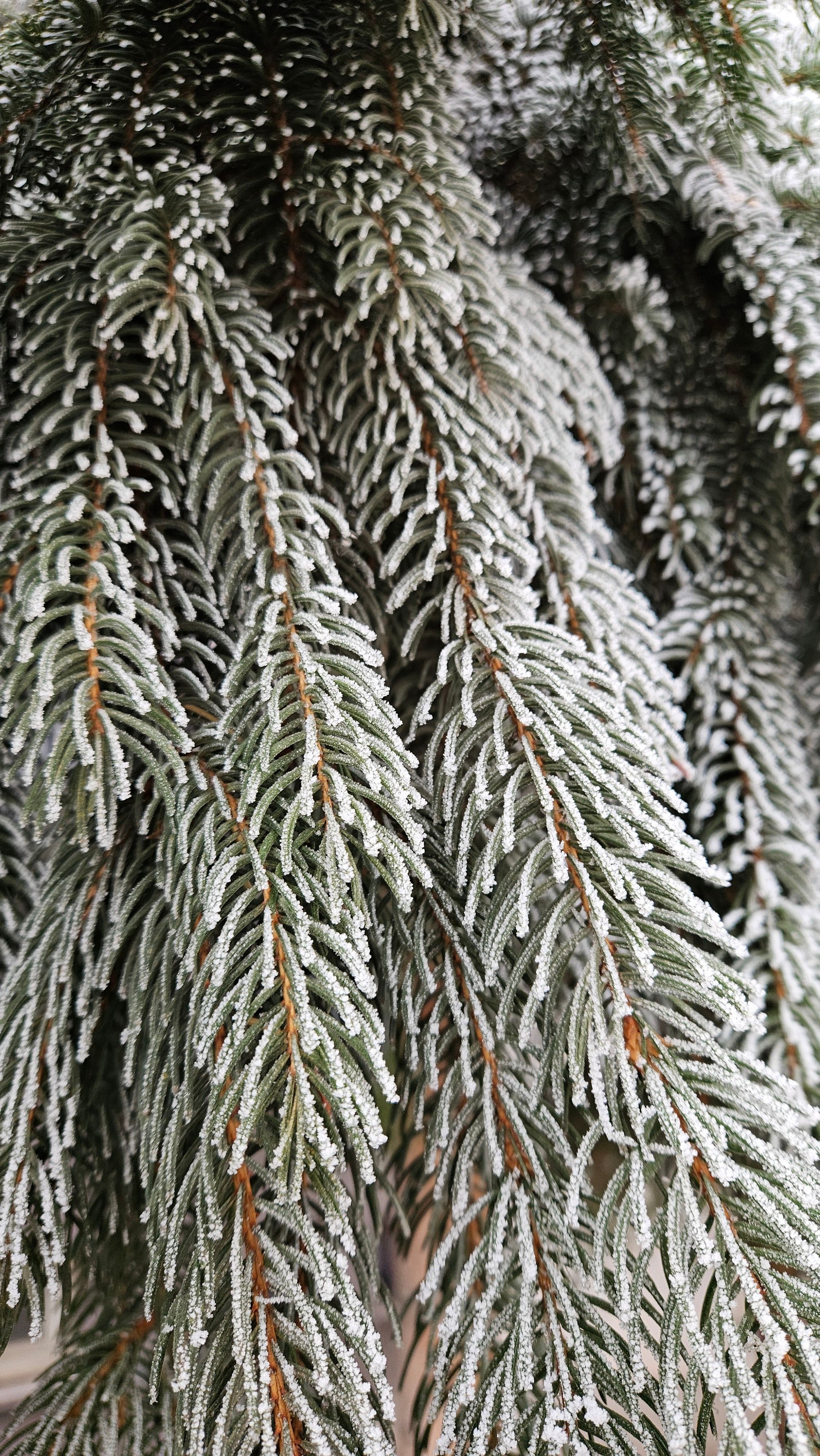 Frosted Evergreen Needles in Winter Close-Up · Free Stock Photo