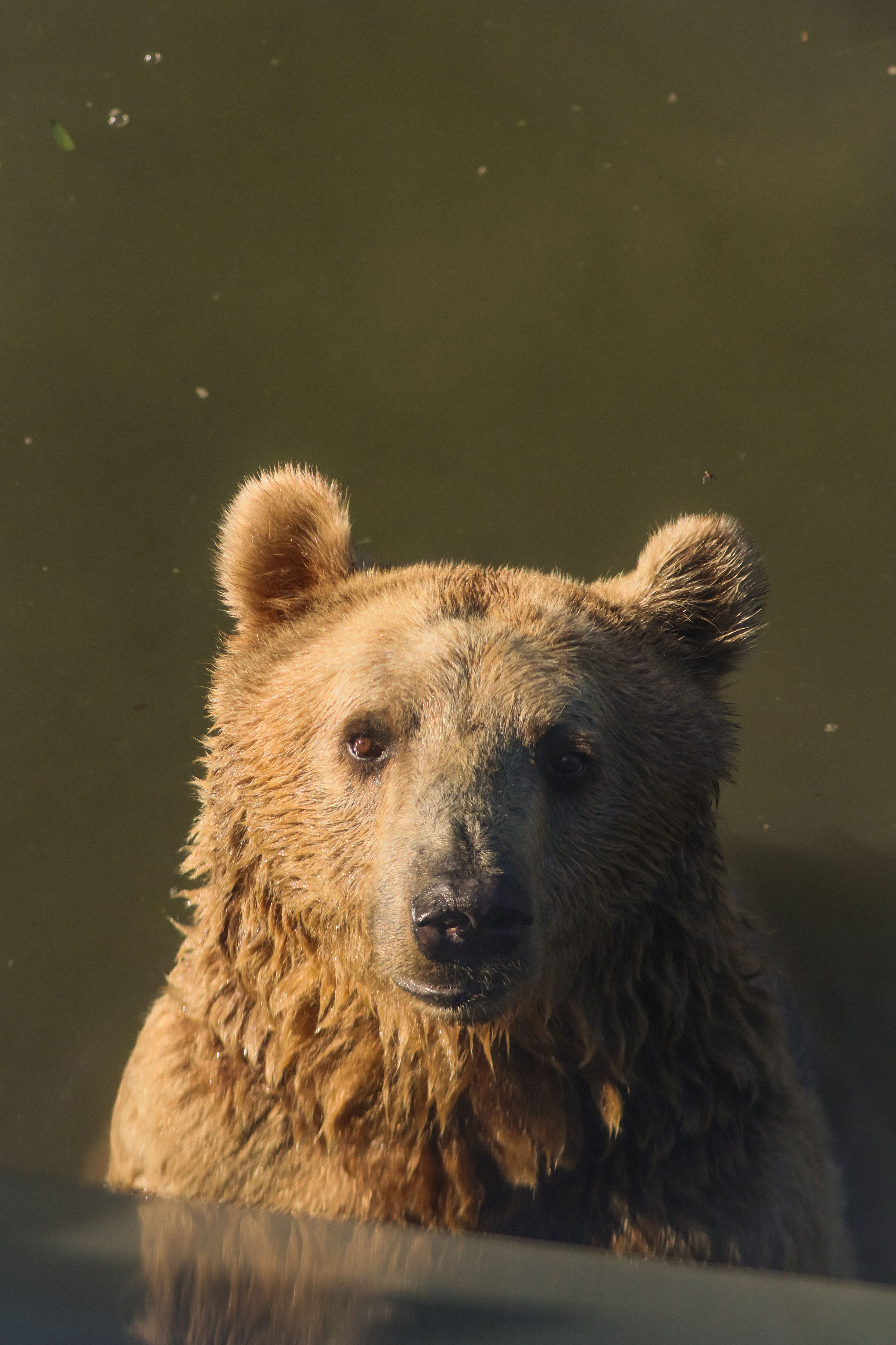 Brown Bear Emerging from Water in Bursa · Free Stock Photo