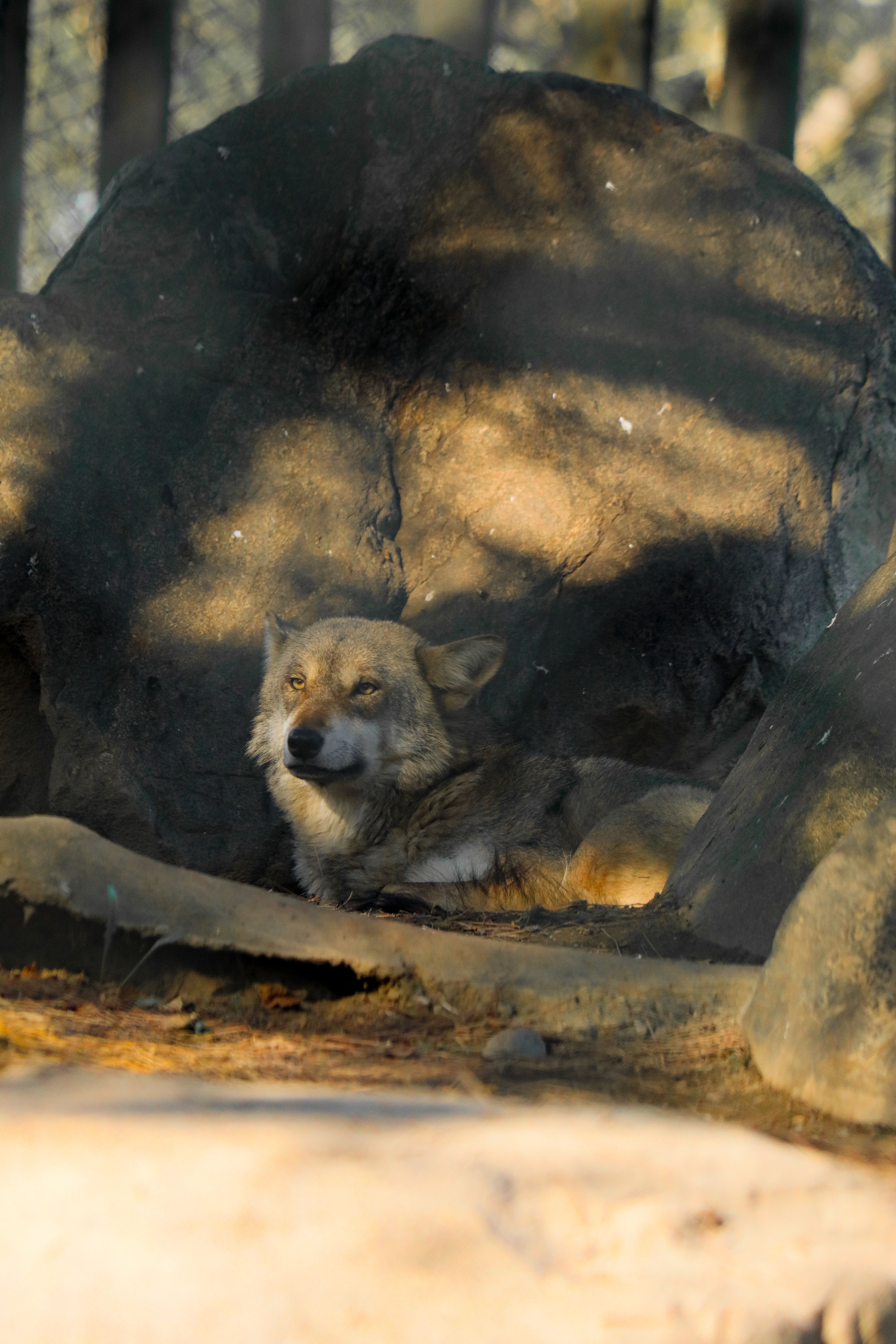 Eurasian Wolf Resting in Bursa, Türkiye · Free Stock Photo