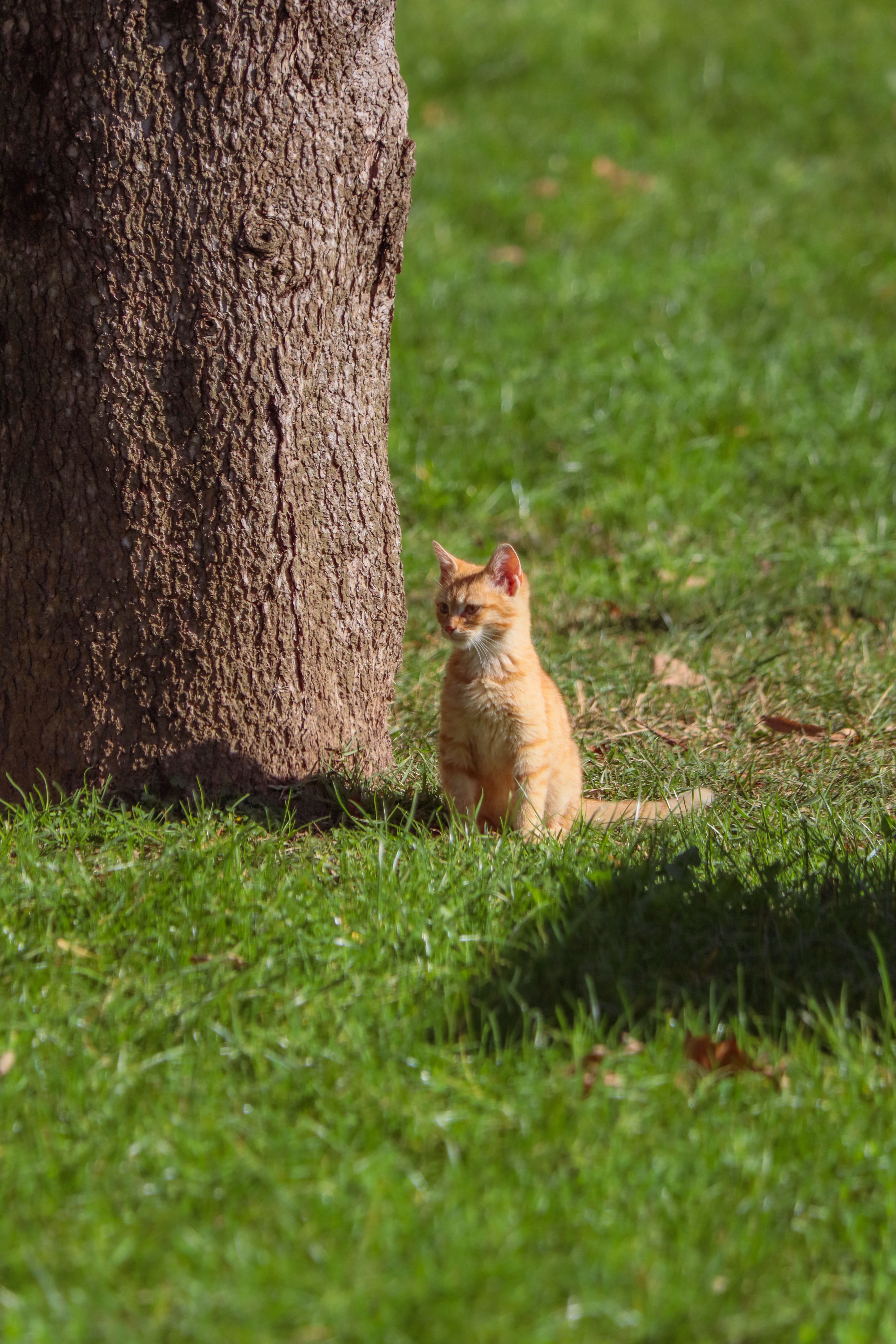 Playful Orange Kitten in Bursa Park · Free Stock Photo