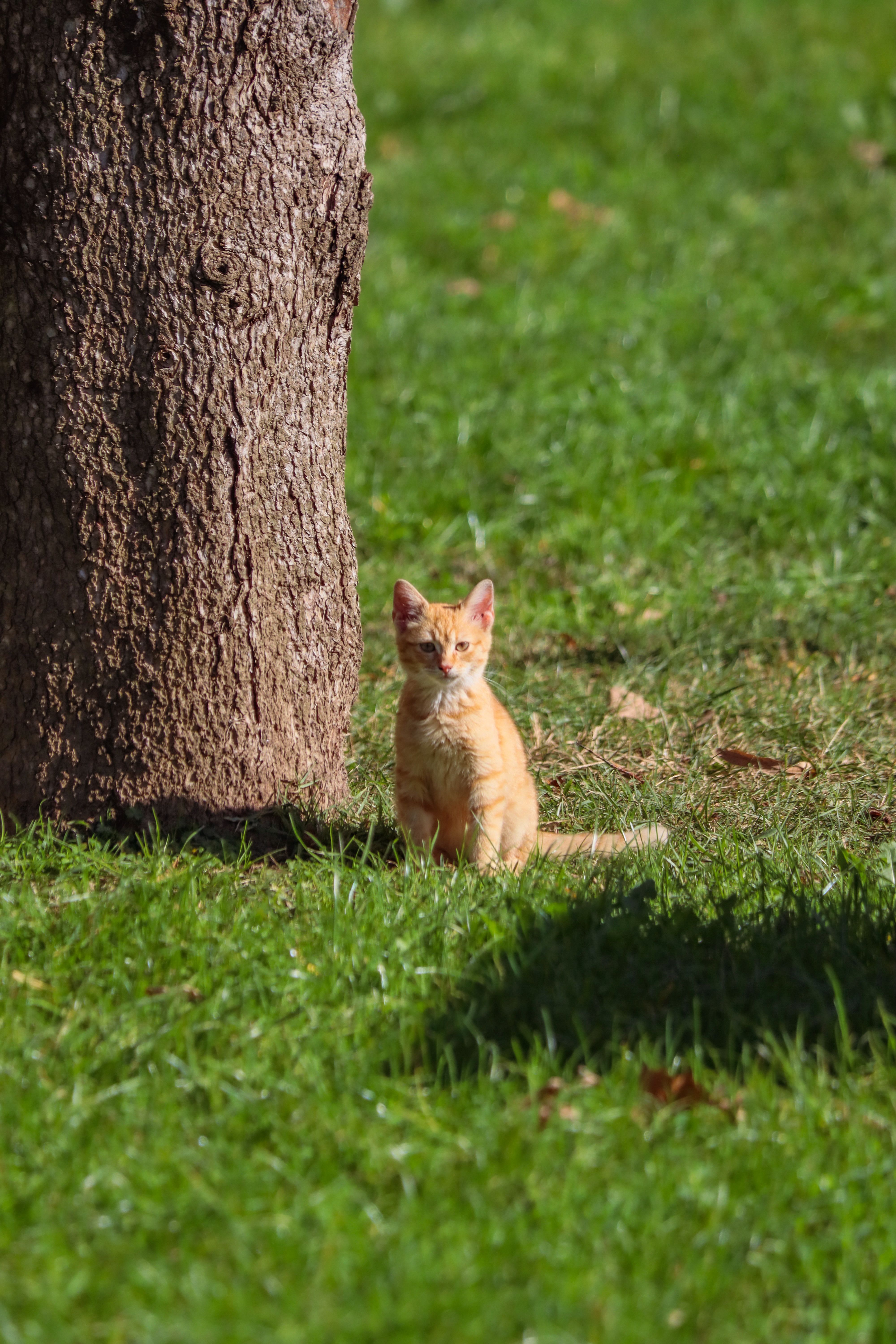 Orange Tabby Cat Sitting by Tree in Sunny Park · Free Stock Photo
