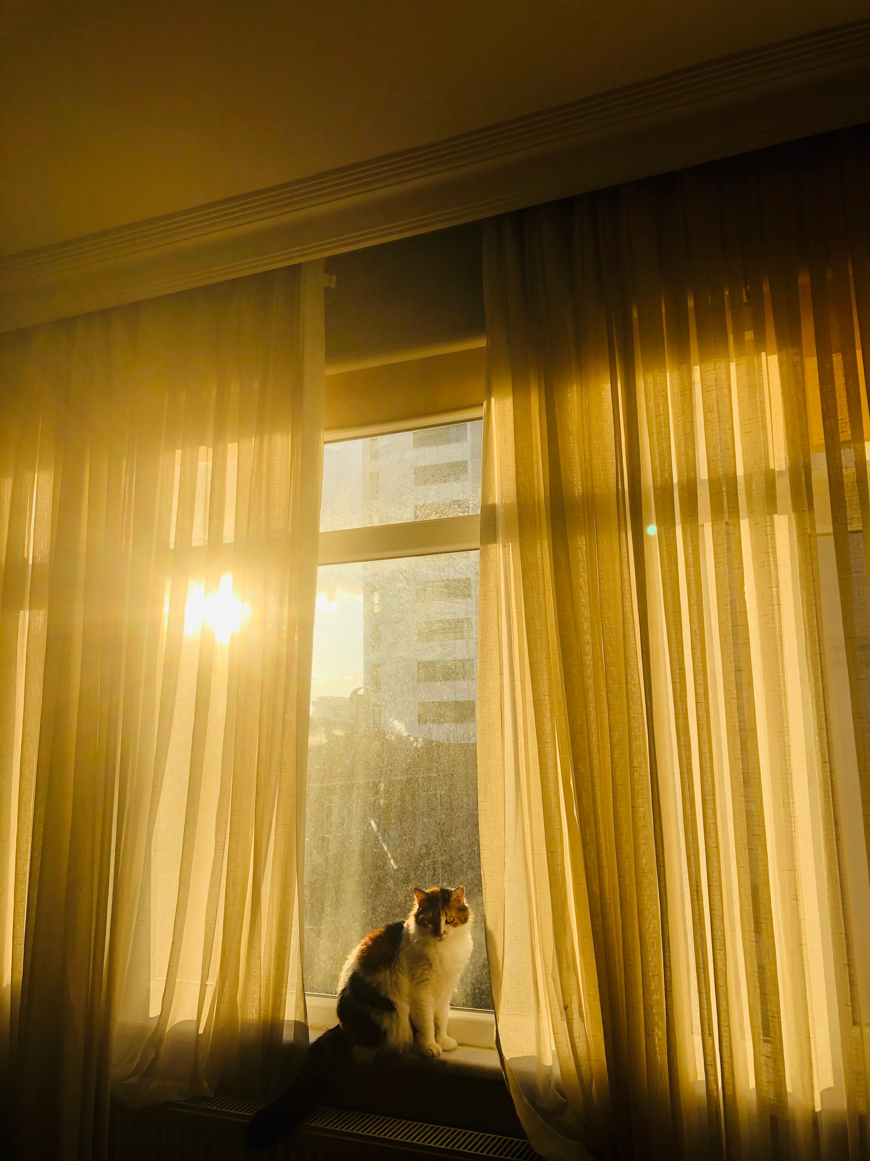 Good Morning Cat Photos, Download The BEST Free Good Morning Cat Stock ...