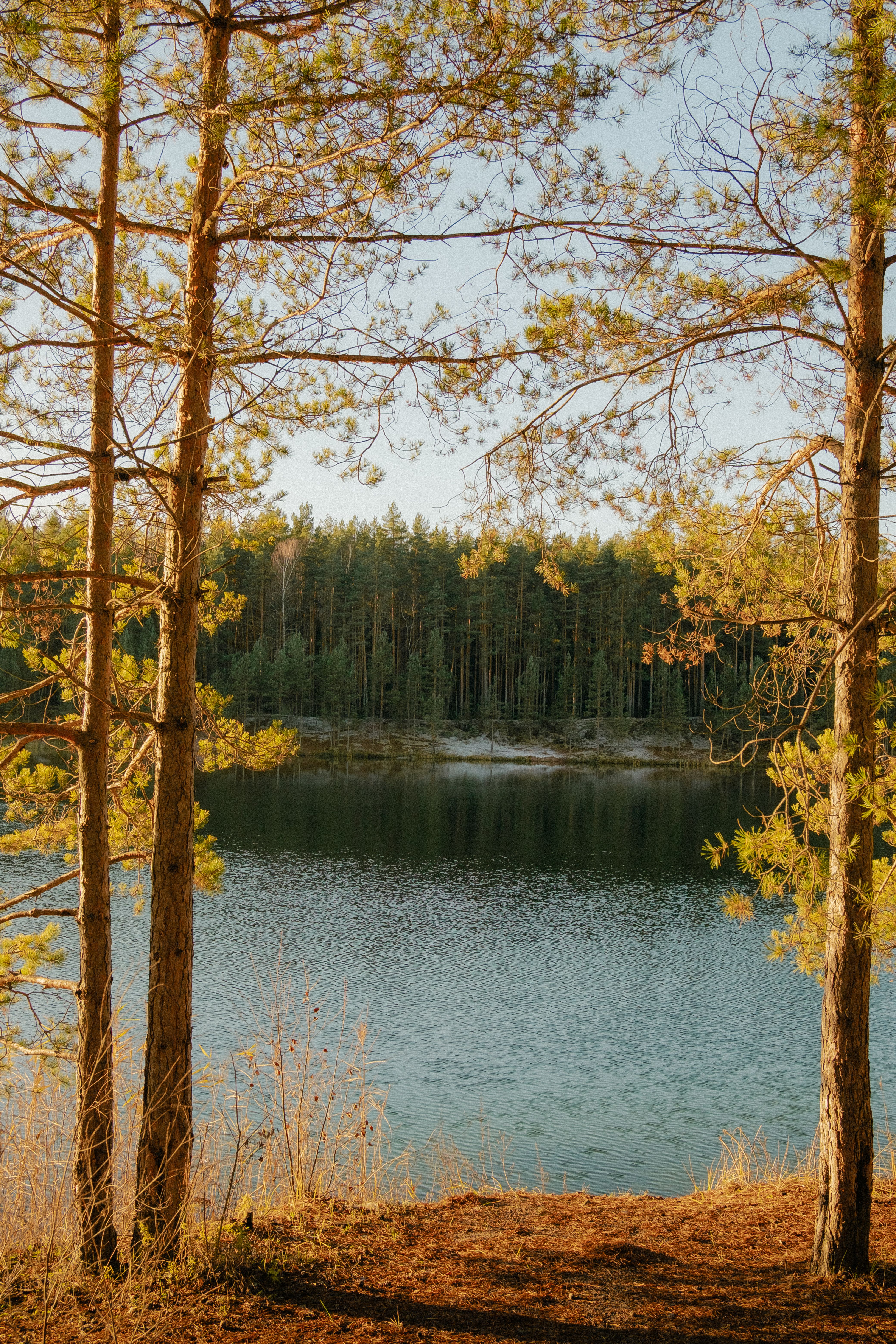 Serene Forest Lake View Through Pine Trees · Free Stock Photo