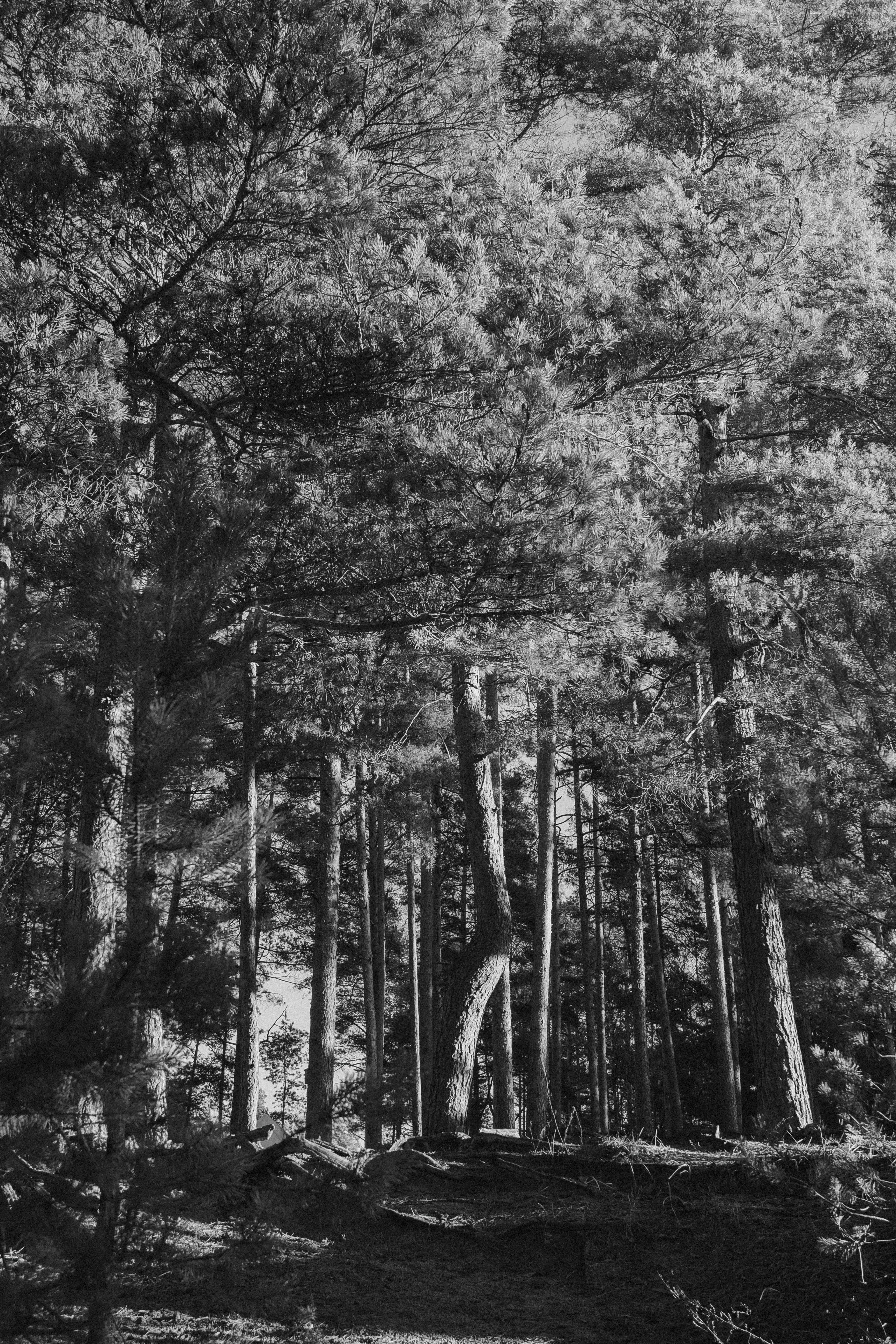 Black and White Forest Scene with Tall Pine Trees · Free Stock Photo