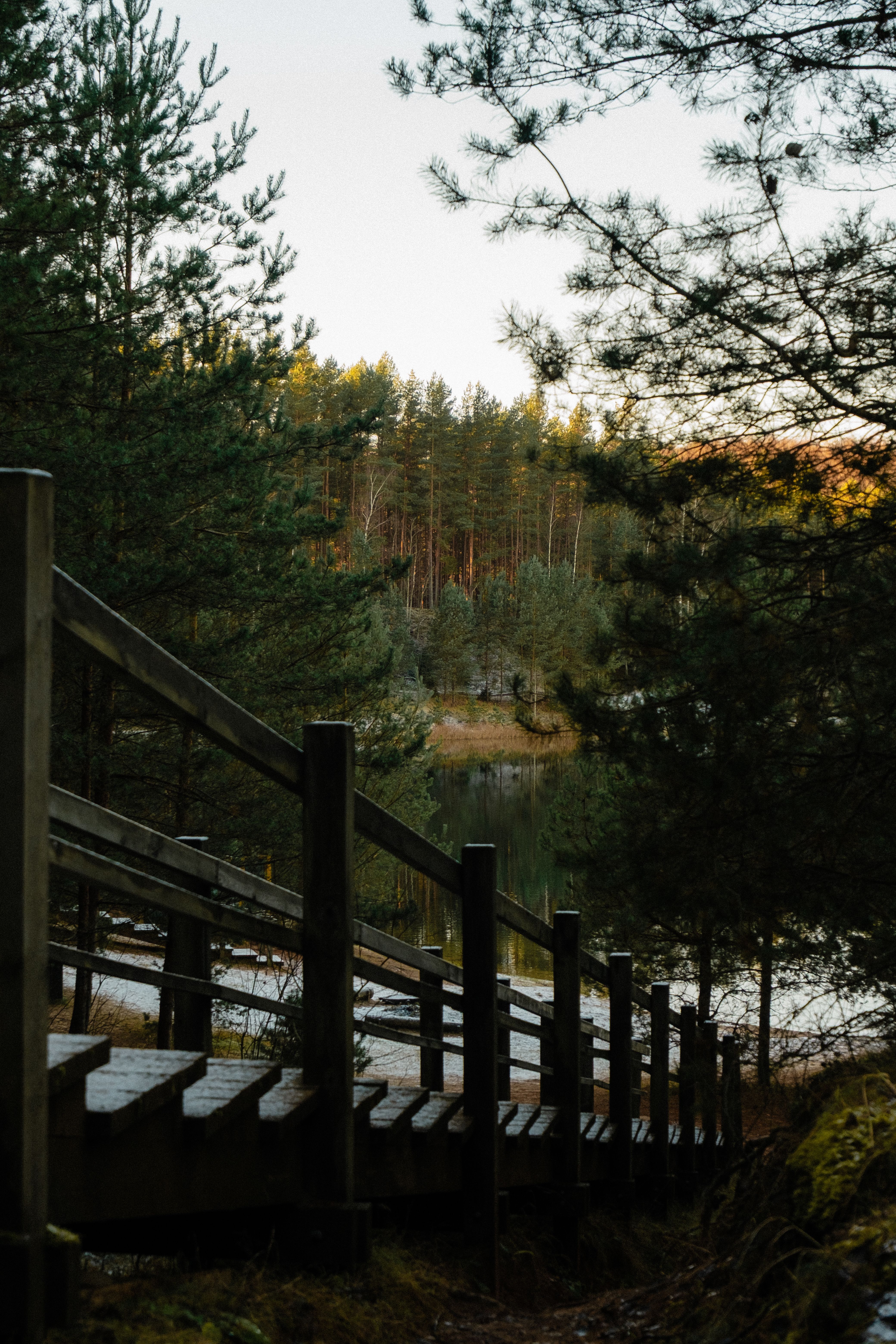Scenic Forest Path Overlooking Serene Lake · Free Stock Photo