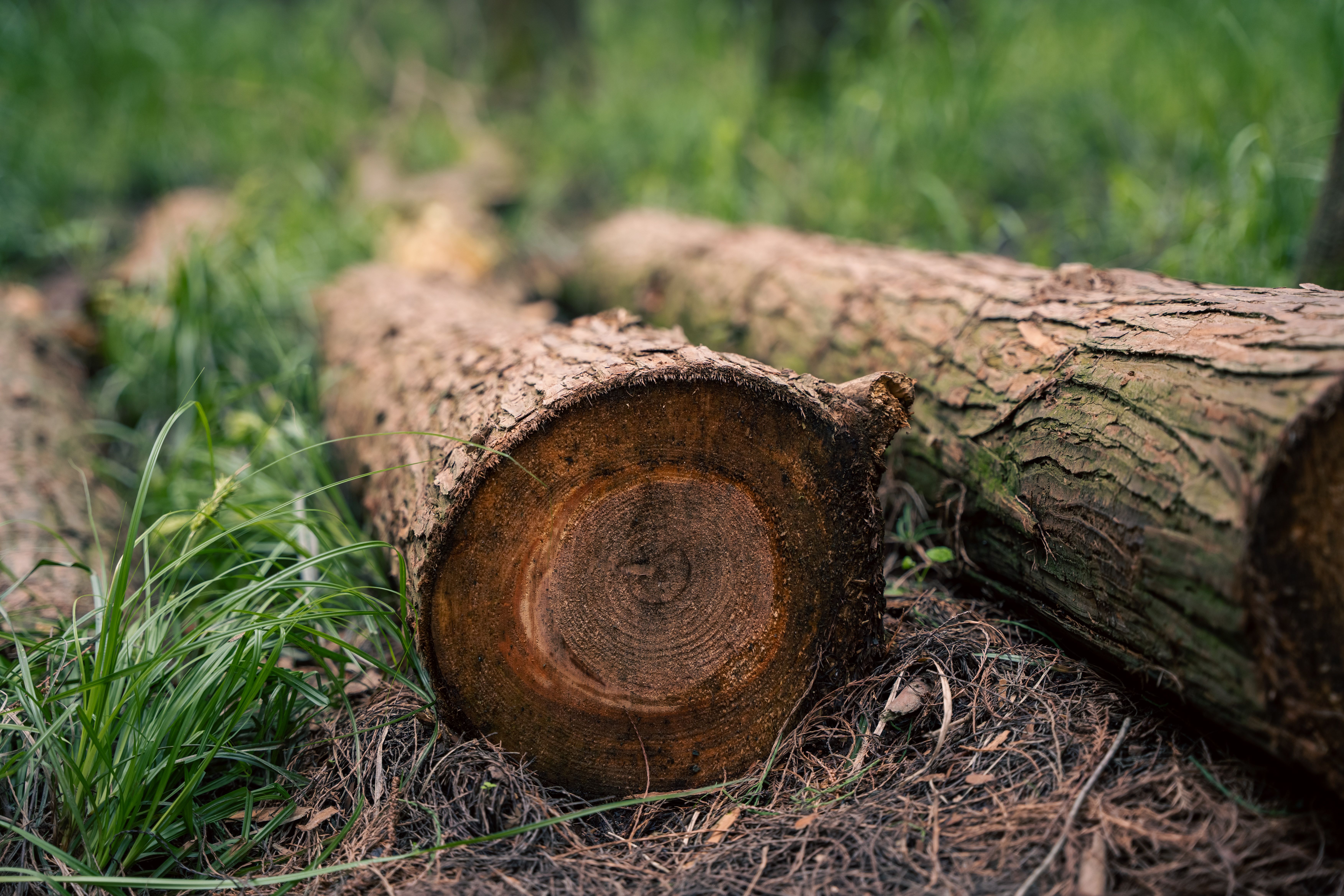 Depth of Field Photography of Brown Tree Logs · Free Stock Photo