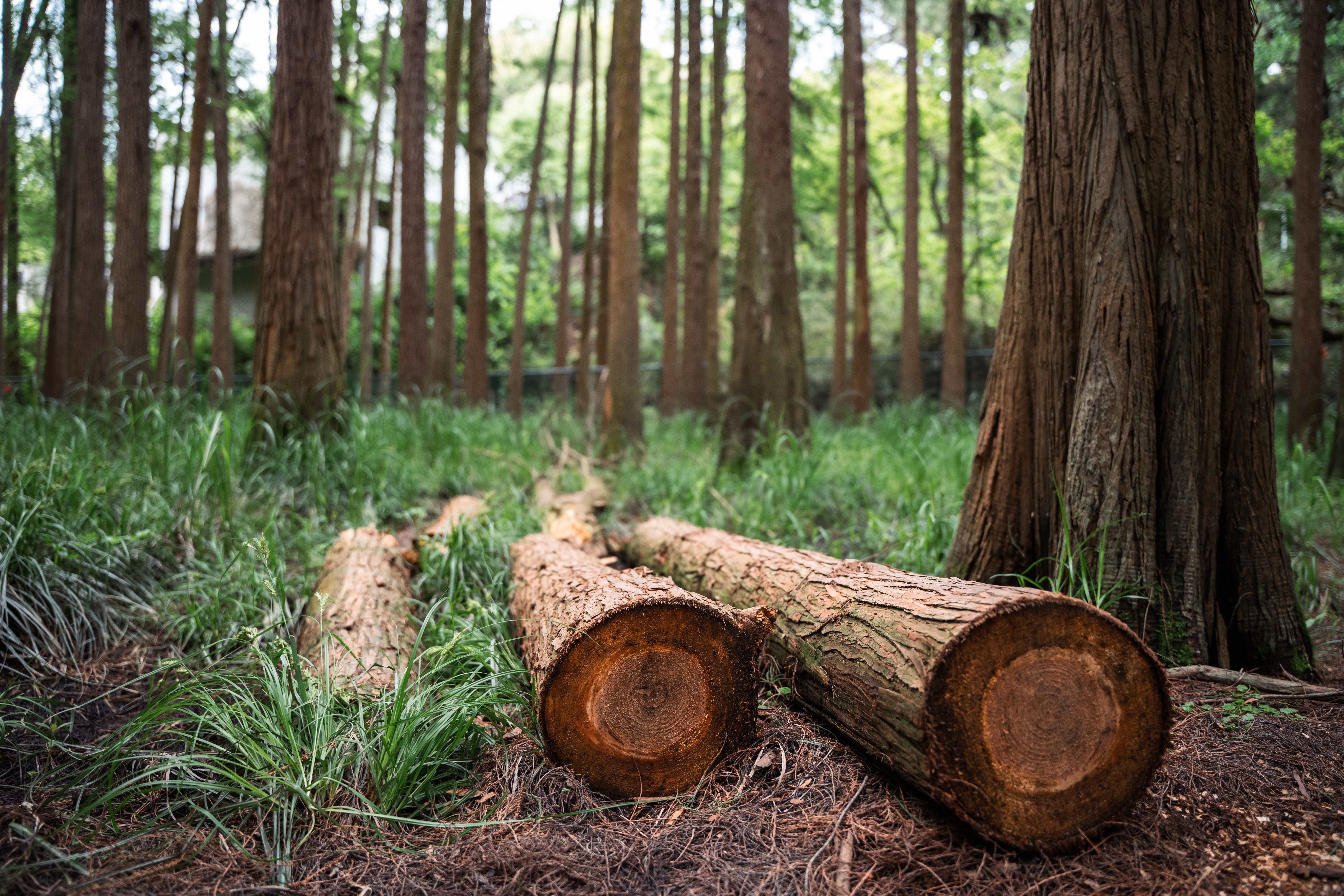 Tranquil Forest Scene with Fallen Logs in Hangzhou · Free Stock Photo
