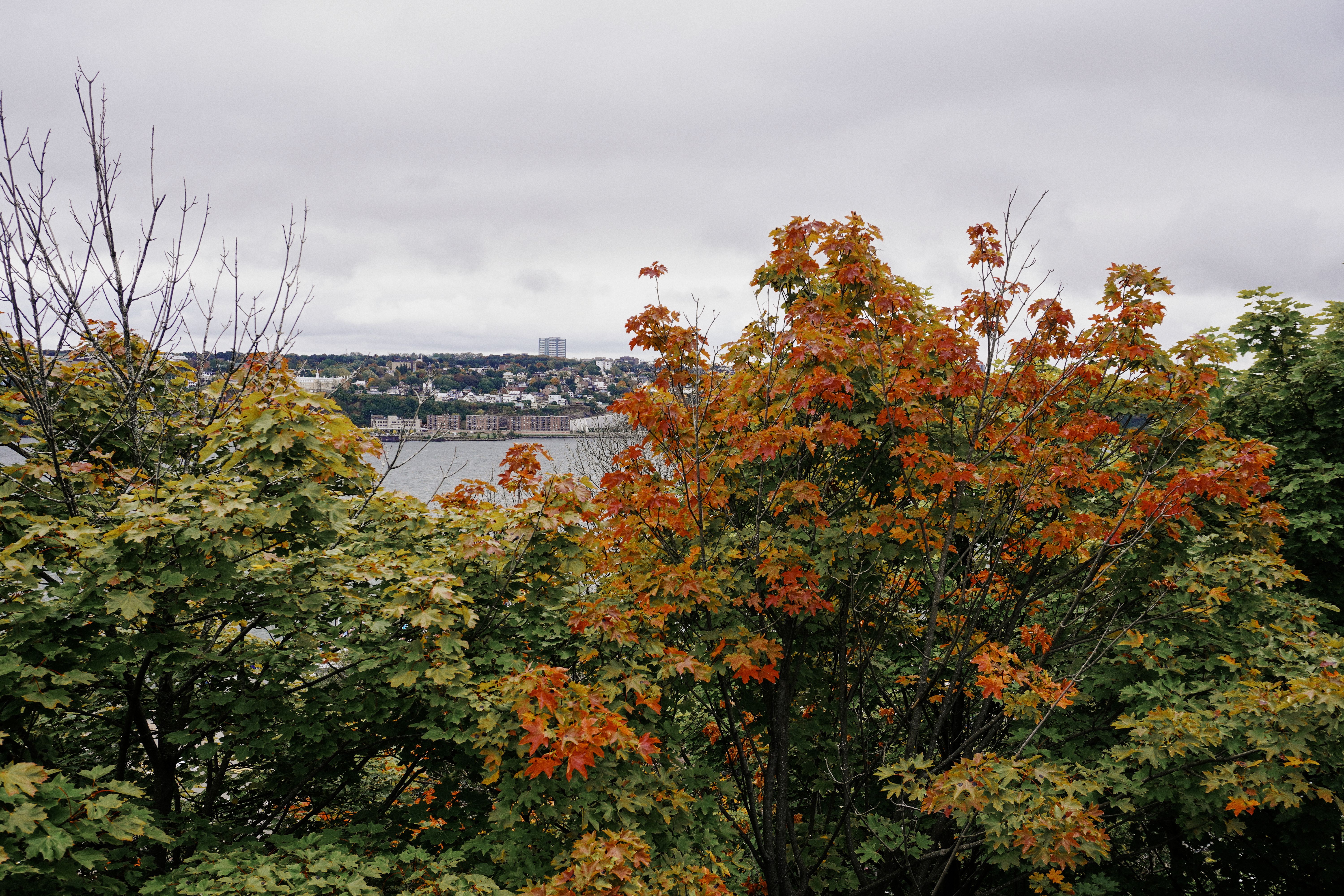 Autumn Foliage Overlooking Québec City Skyline · Free Stock Photo