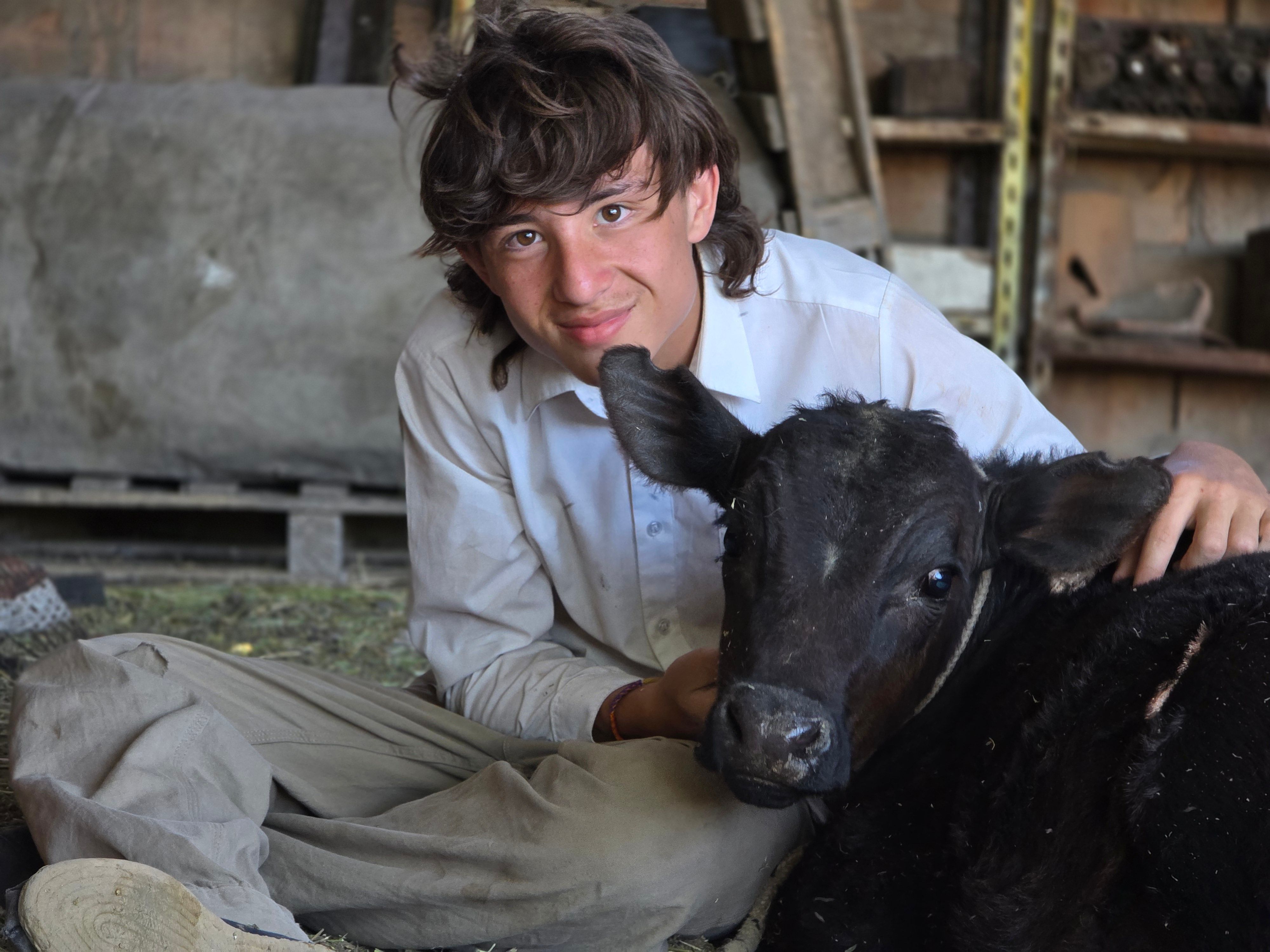 Young Farmer with Calf in Rustic Barn Setting · Free Stock Photo
