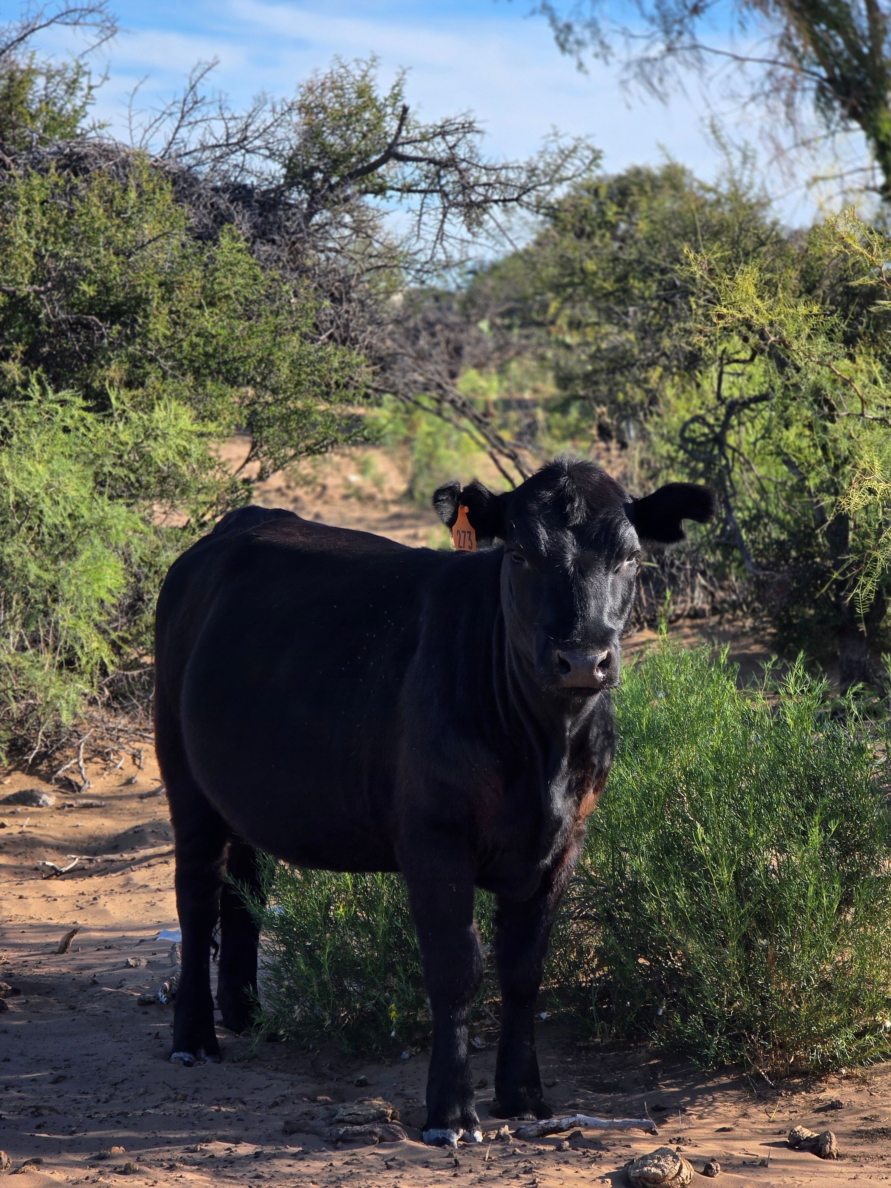 Angus Cow in Desert Landscape with Vegetation · Free Stock Photo