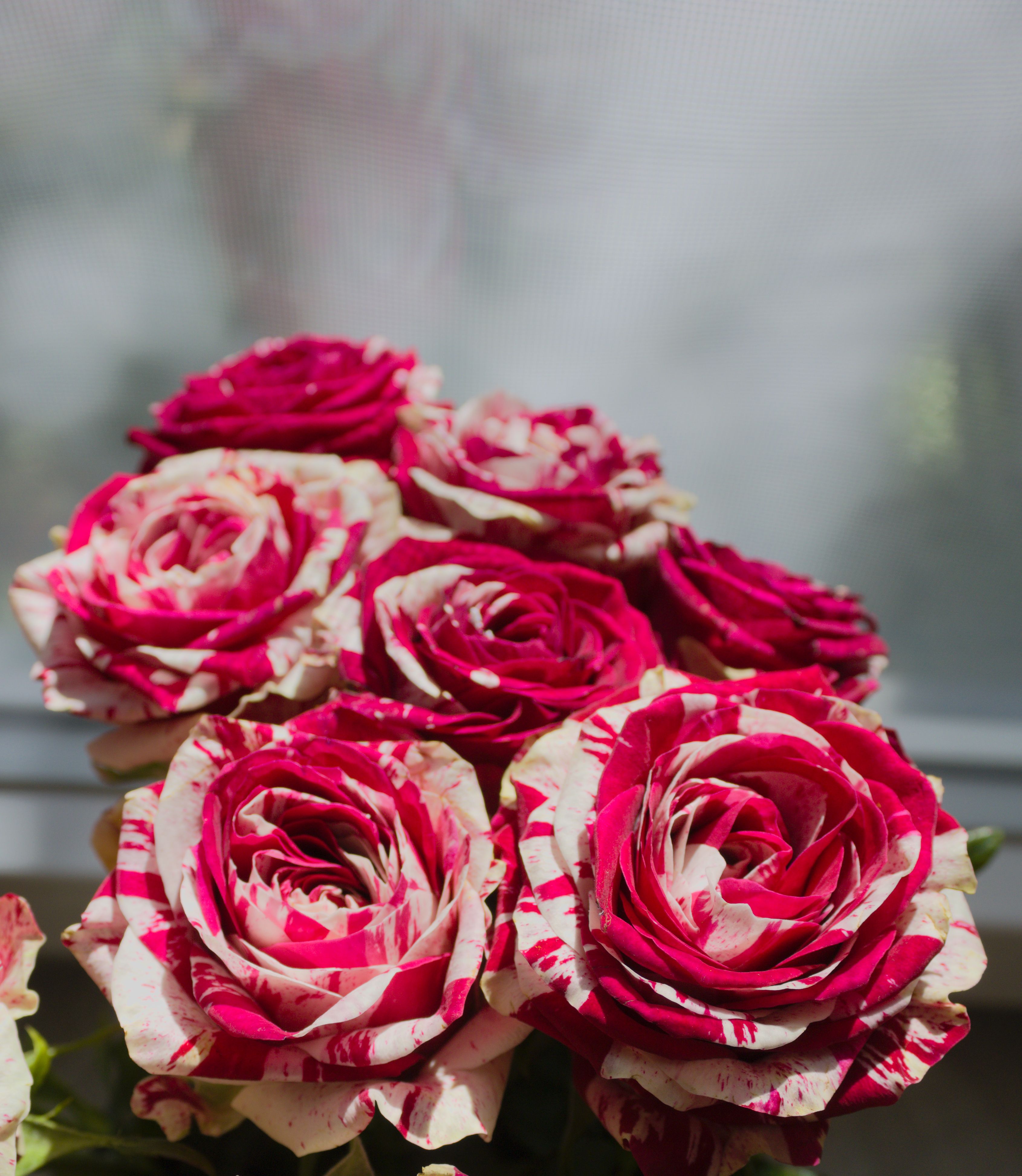 Vibrant Pink and White Roses in Bloom · Free Stock Photo