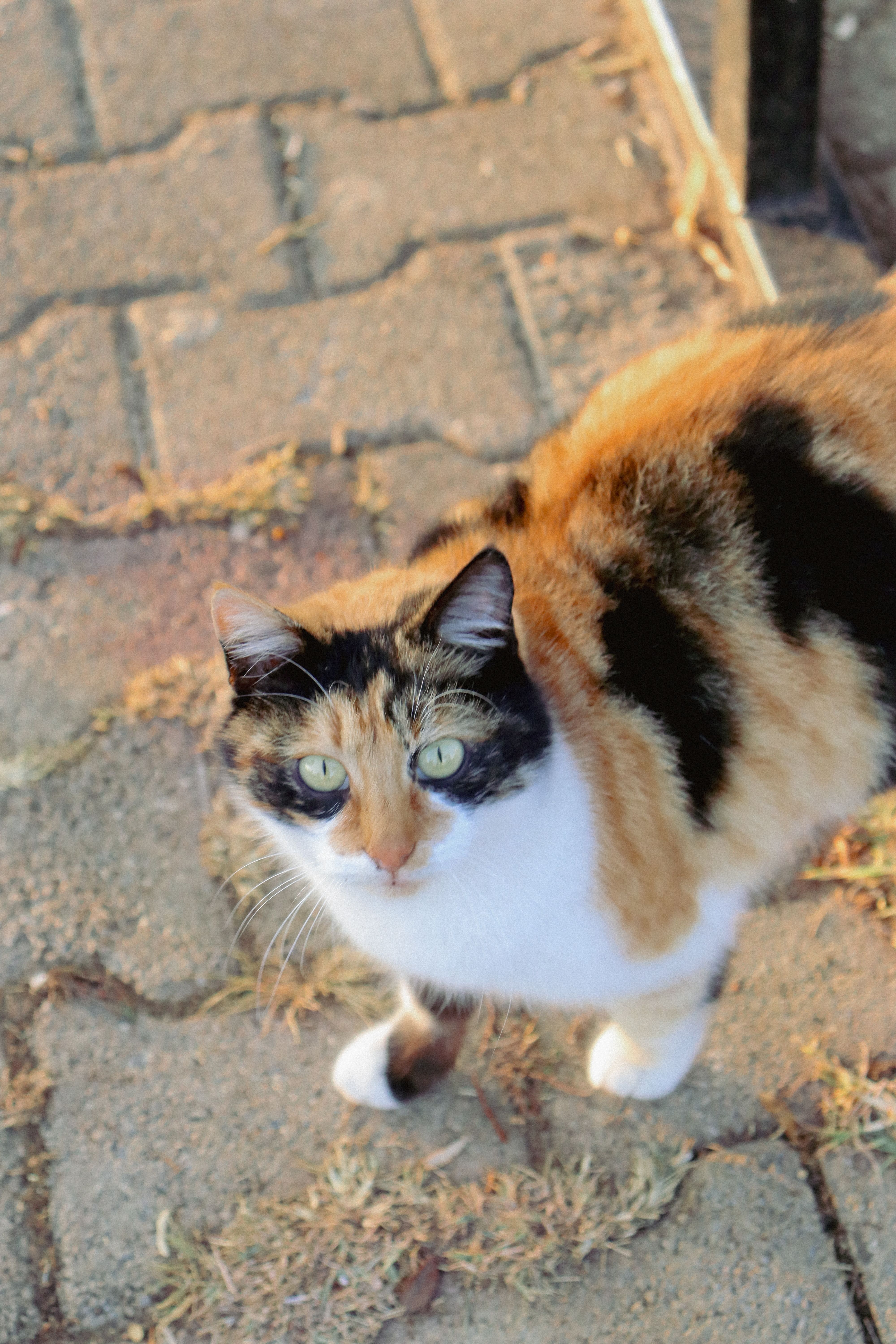 Calico Cat Standing on Outdoor Pavement · Free Stock Photo