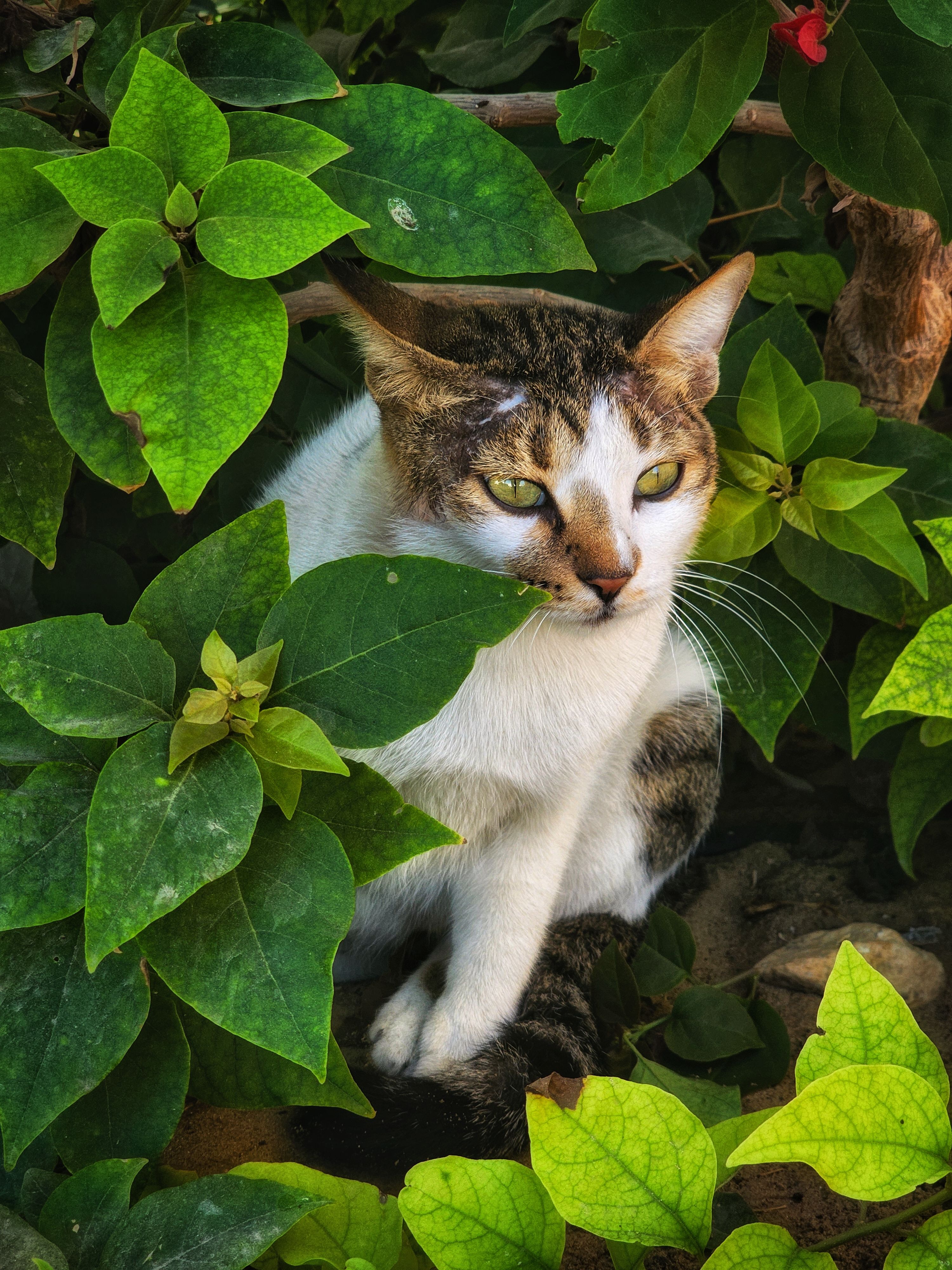 Gato Atigrado Escondido Entre La Exuberante Vegetación · Foto de stock ...