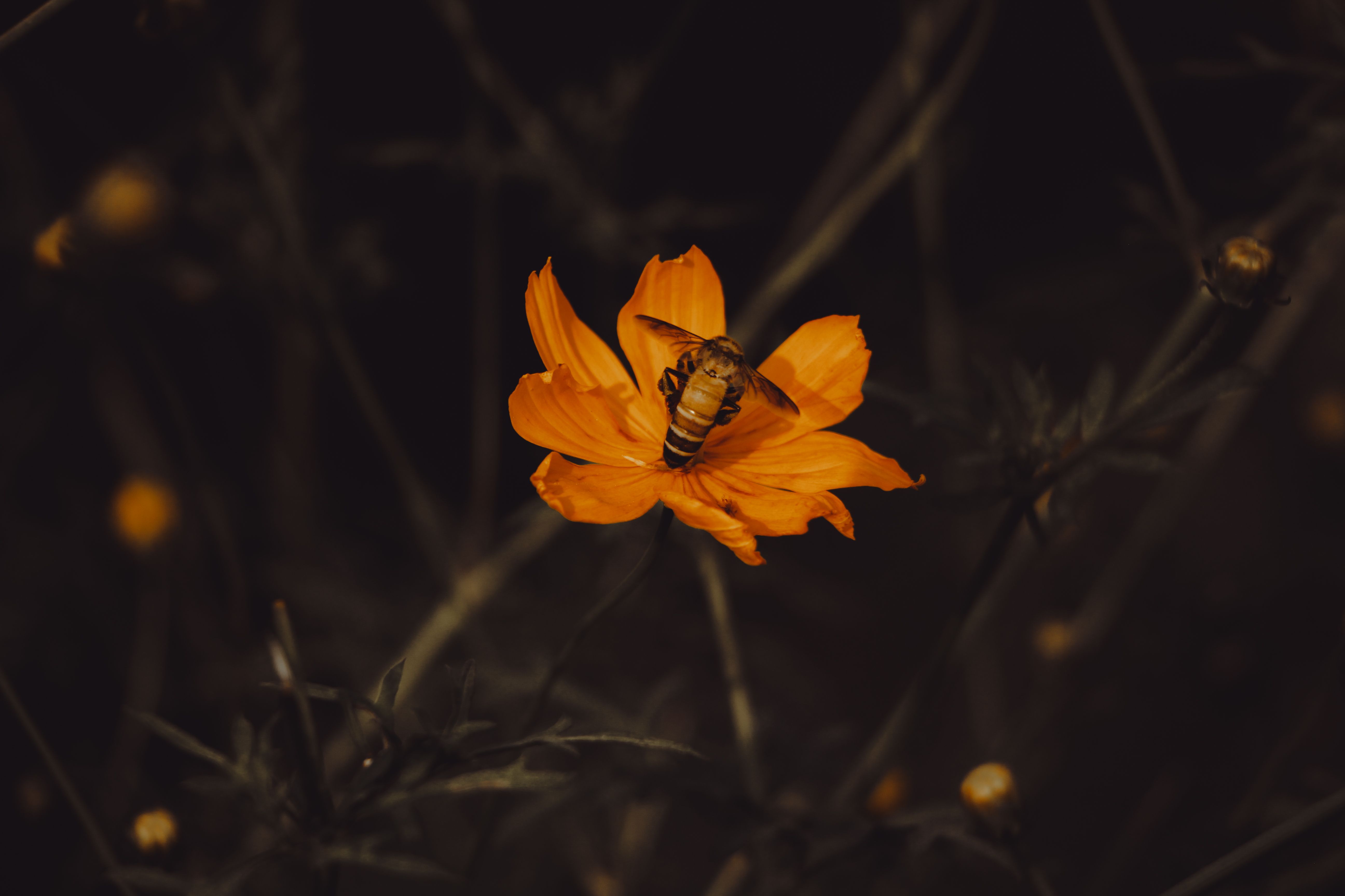 Bee Pollinating Orange Flower in Dhaka · Free Stock Photo