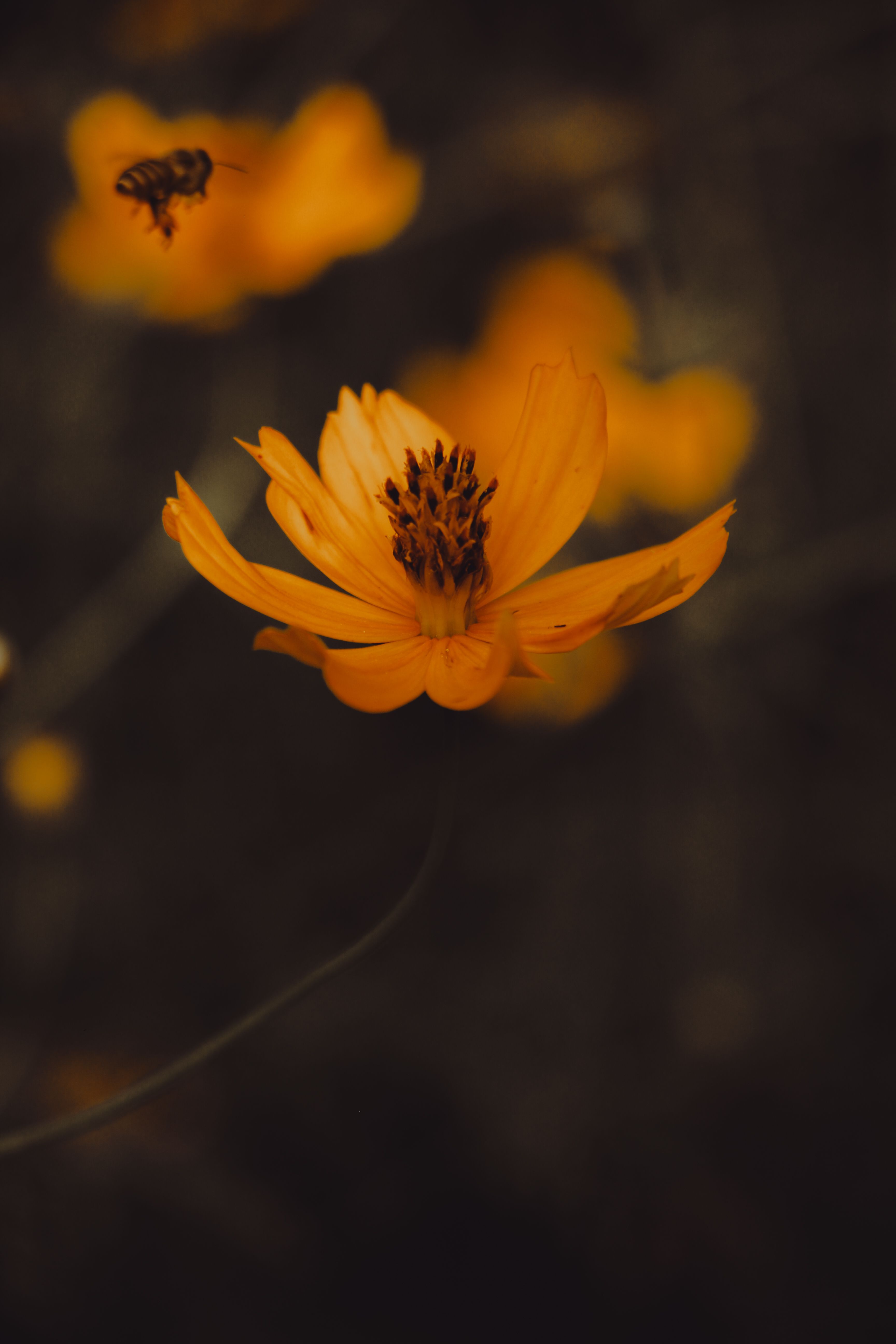 Fotografía Macro De Una Flor De Color Naranja Brillante En Dhaka · Foto ...