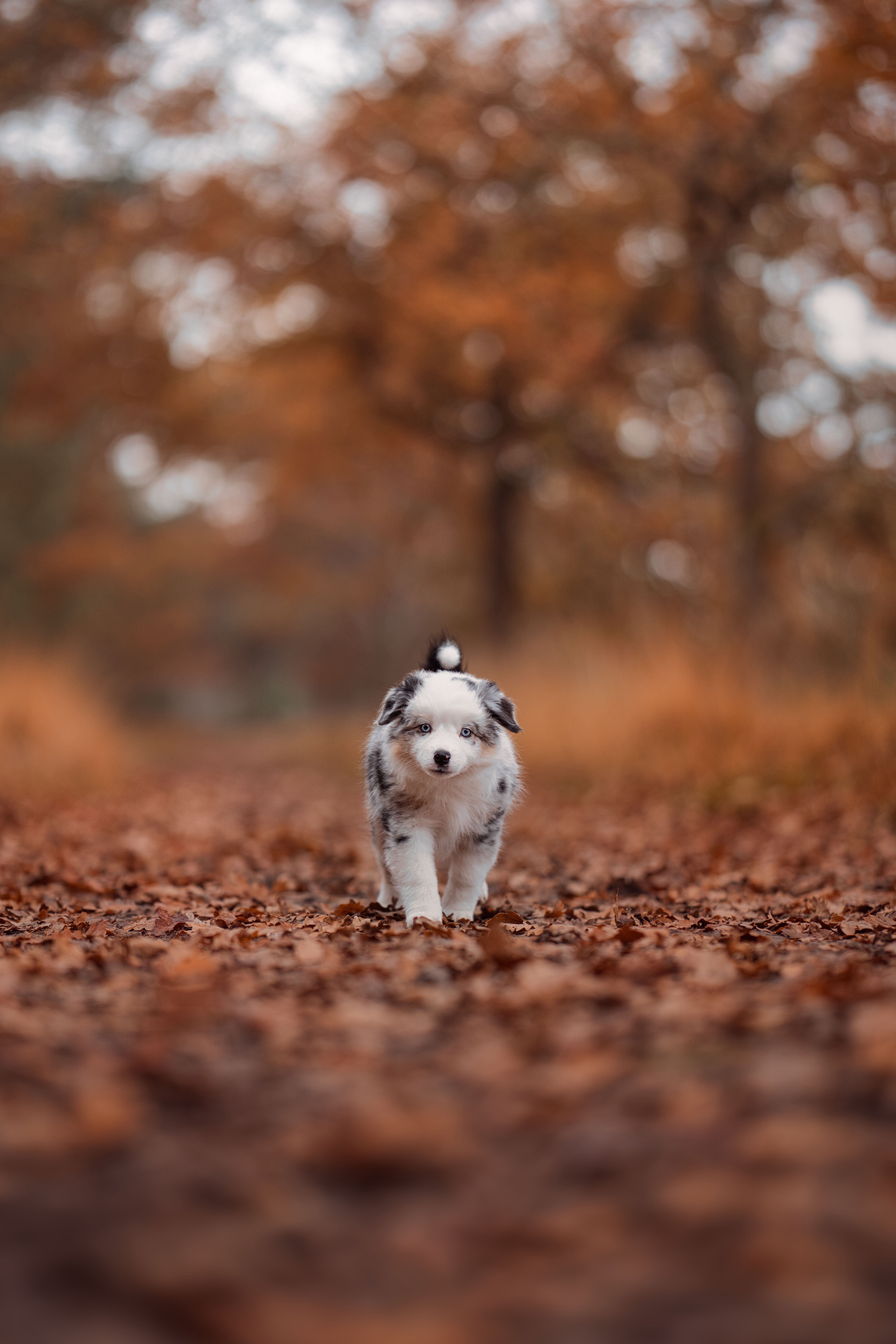 Cute Puppy Strolling Through Autumn Path · Free Stock Photo